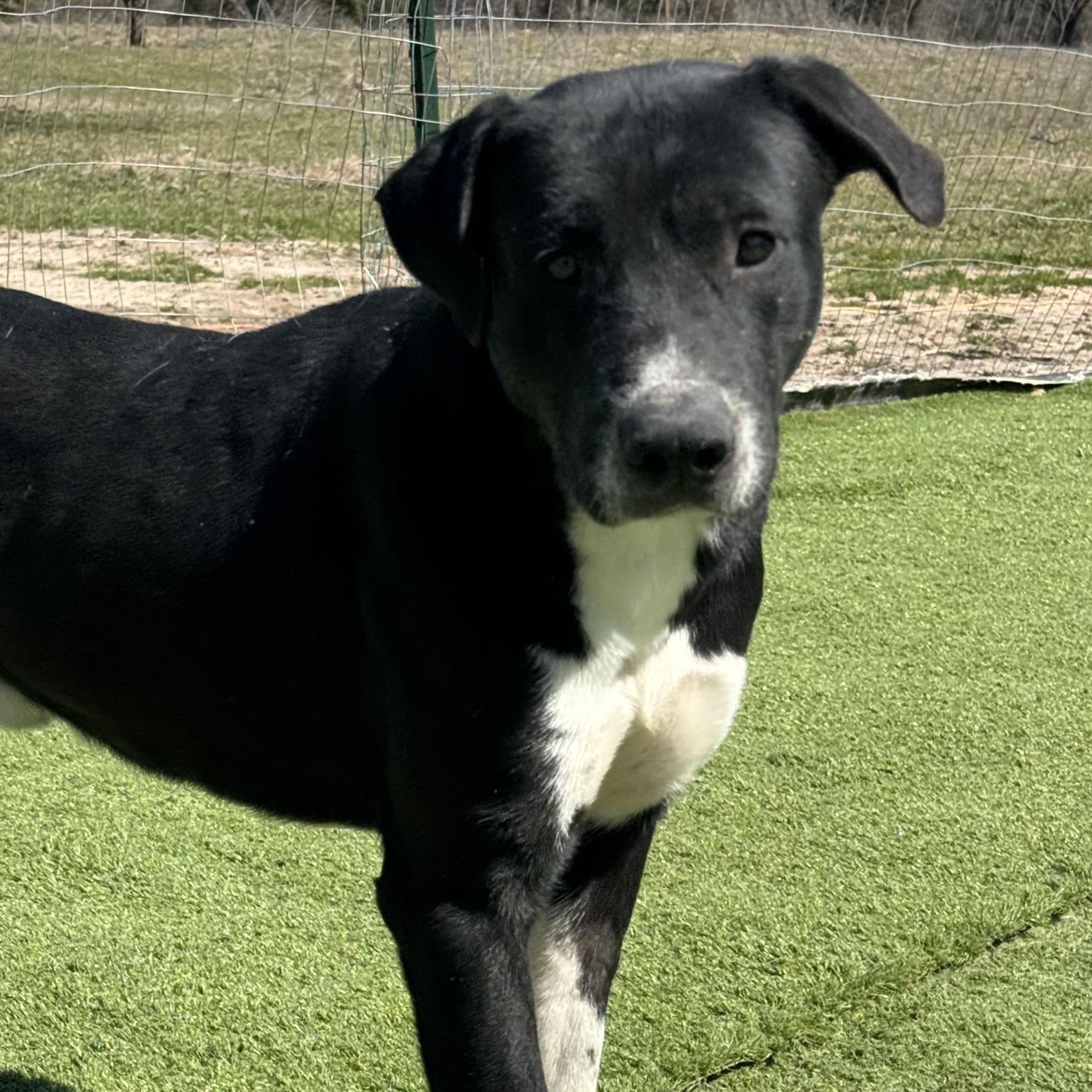 Dog for adoption - Curly, a Labrador Retriever Mix in Hamburg, PA ...