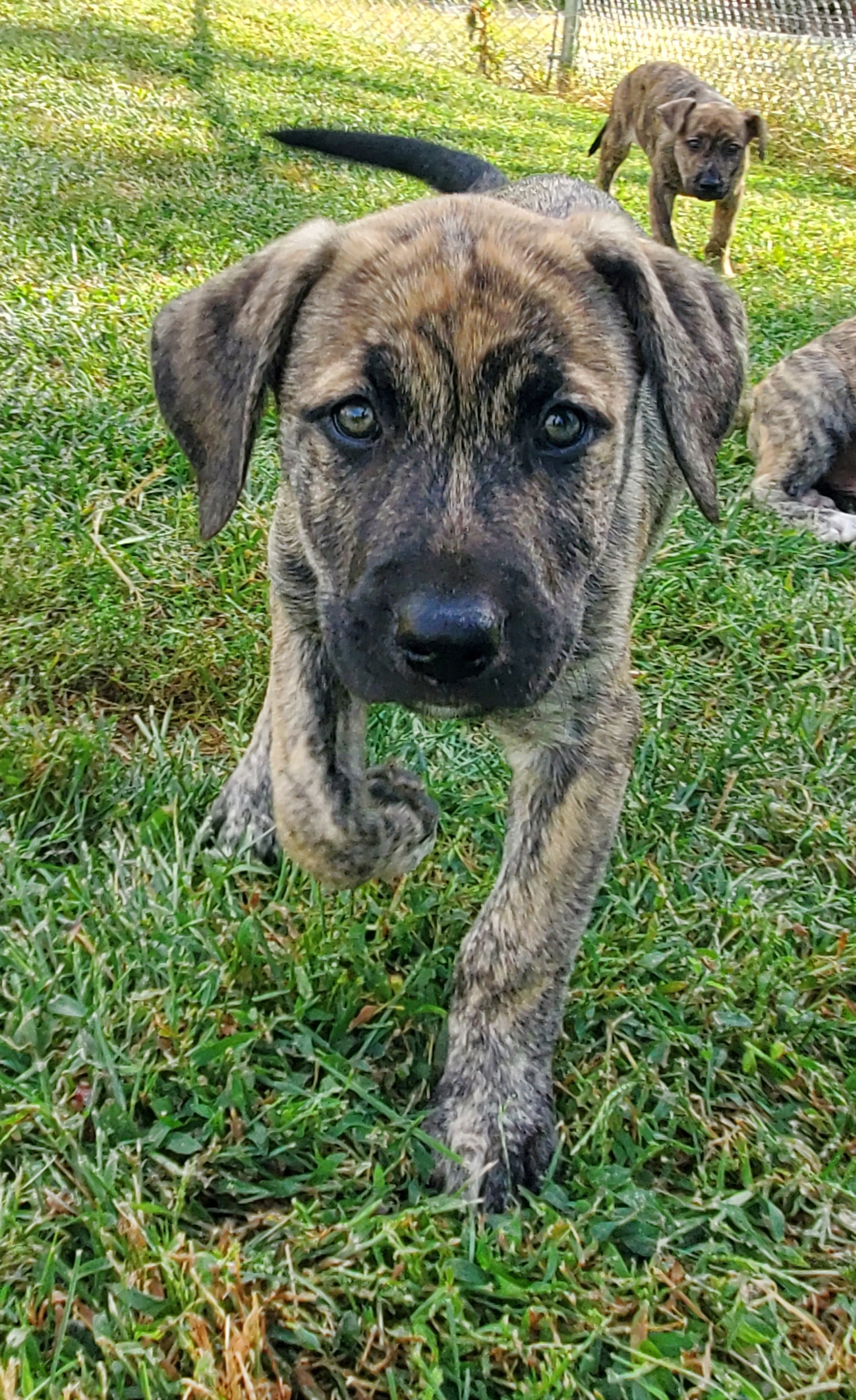 Dog for adoption - Sawyer, a Mastiff & German Shepherd Dog Mix in ...