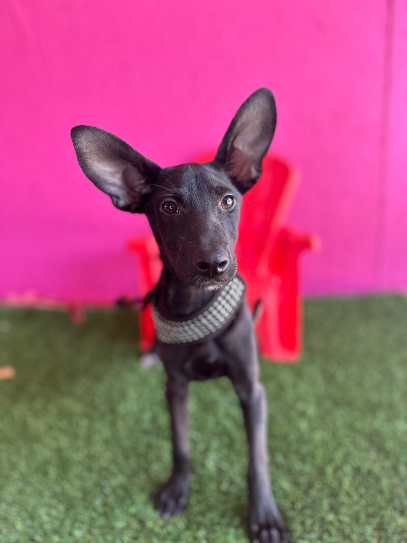 Dog for adoption - Wonder, a Shepherd & Black Labrador Retriever Mix in ...