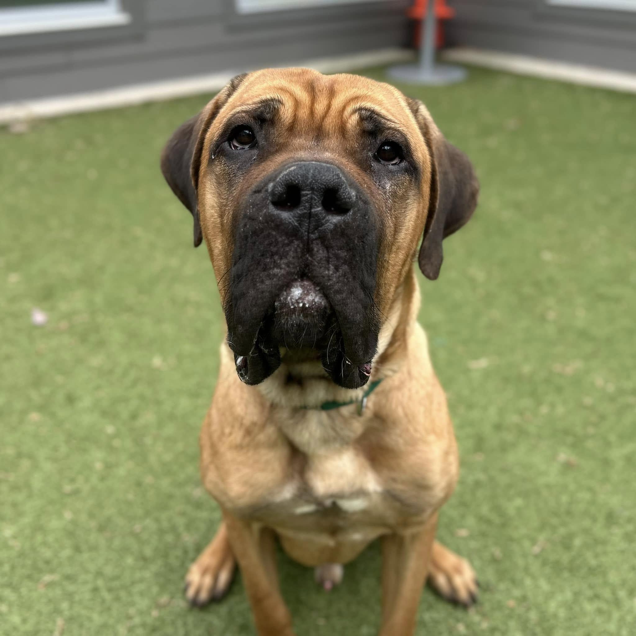 Dog for adoption - Simba, a Cane Corso in Asheville, NC | Petfinder