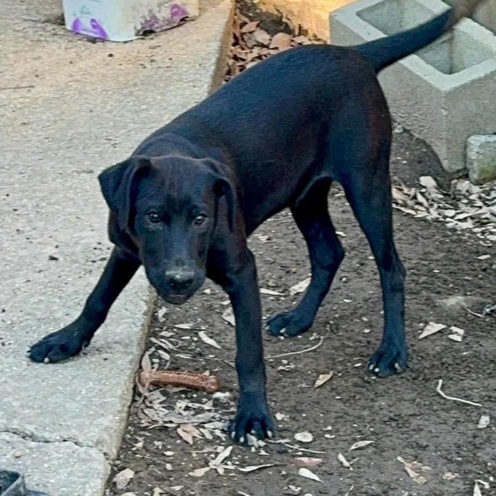 Dog for adoption - Alejandro, a Black Labrador Retriever Mix in ...