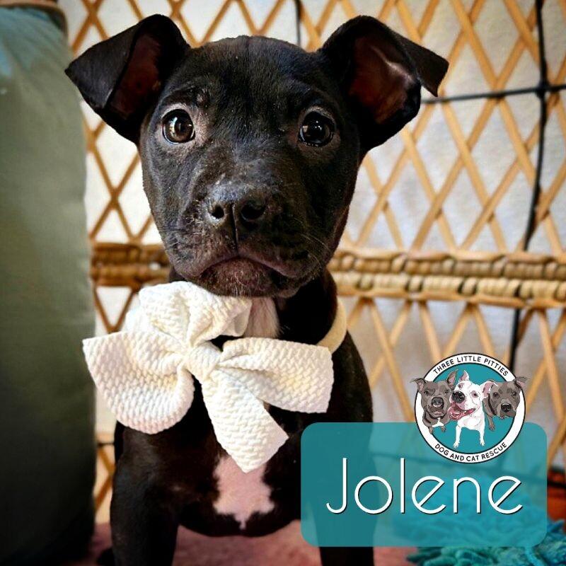 Dog for adoption - Jolene Jellybean, a Pit Bull Terrier & Labrador ...