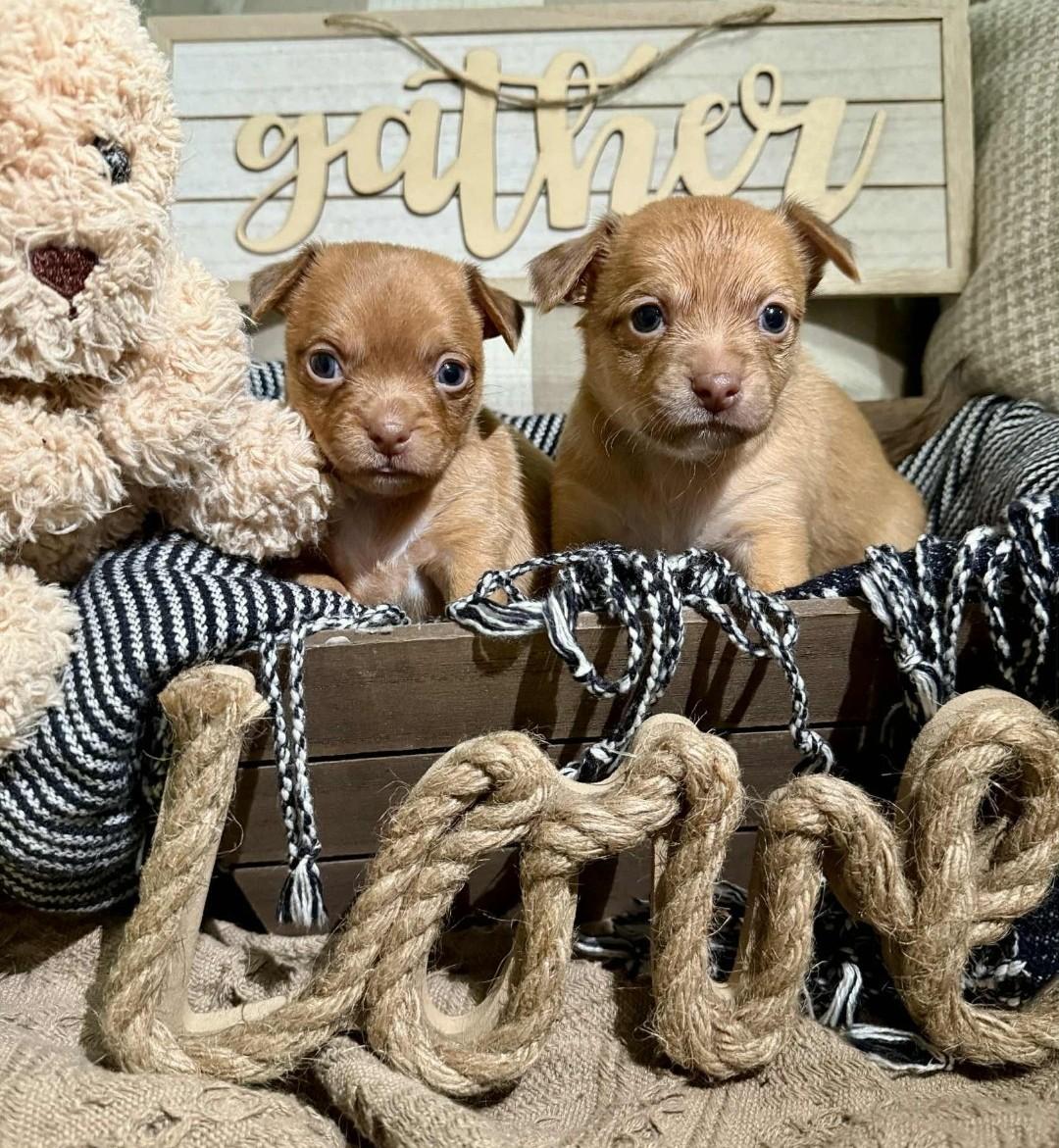 Dog for adoption - Theodore, a Shih Tzu & Chihuahua Mix in Albany , NY ...