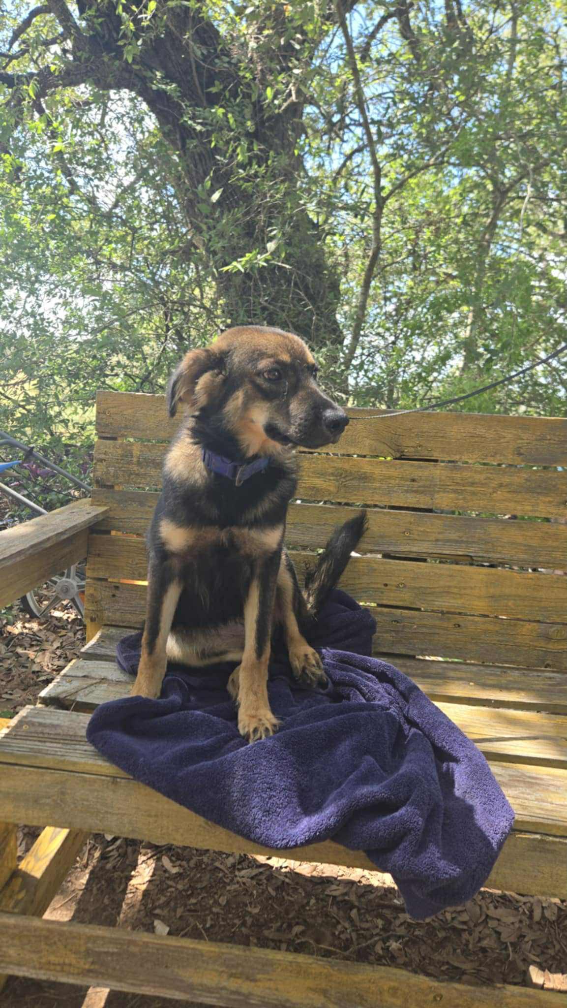 Dog for adoption - Buttercup, a German Shepherd Dog & Labrador ...