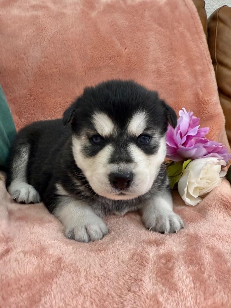 Dog for adoption - Inky Lo, a Husky & German Shepherd Dog Mix in Provo ...