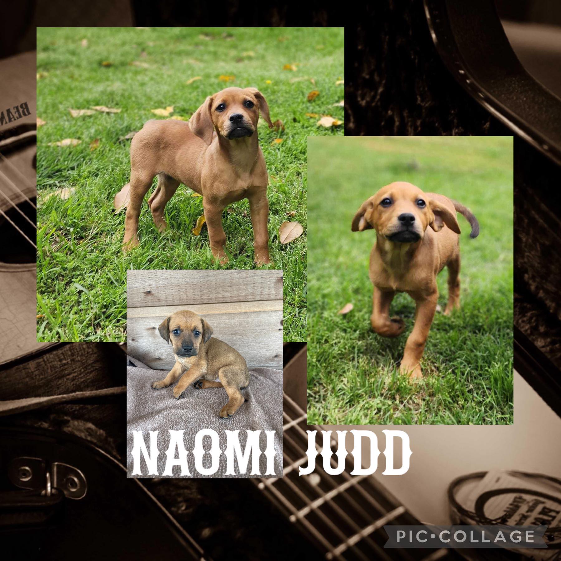 Dog for adoption - Naomi Judd, a Coonhound & Labrador Retriever Mix in ...