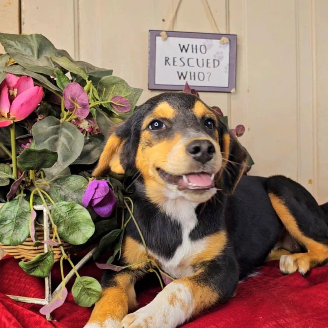 Dog for adoption - Jayce, a Treeing Walker Coonhound & Beagle Mix in ...