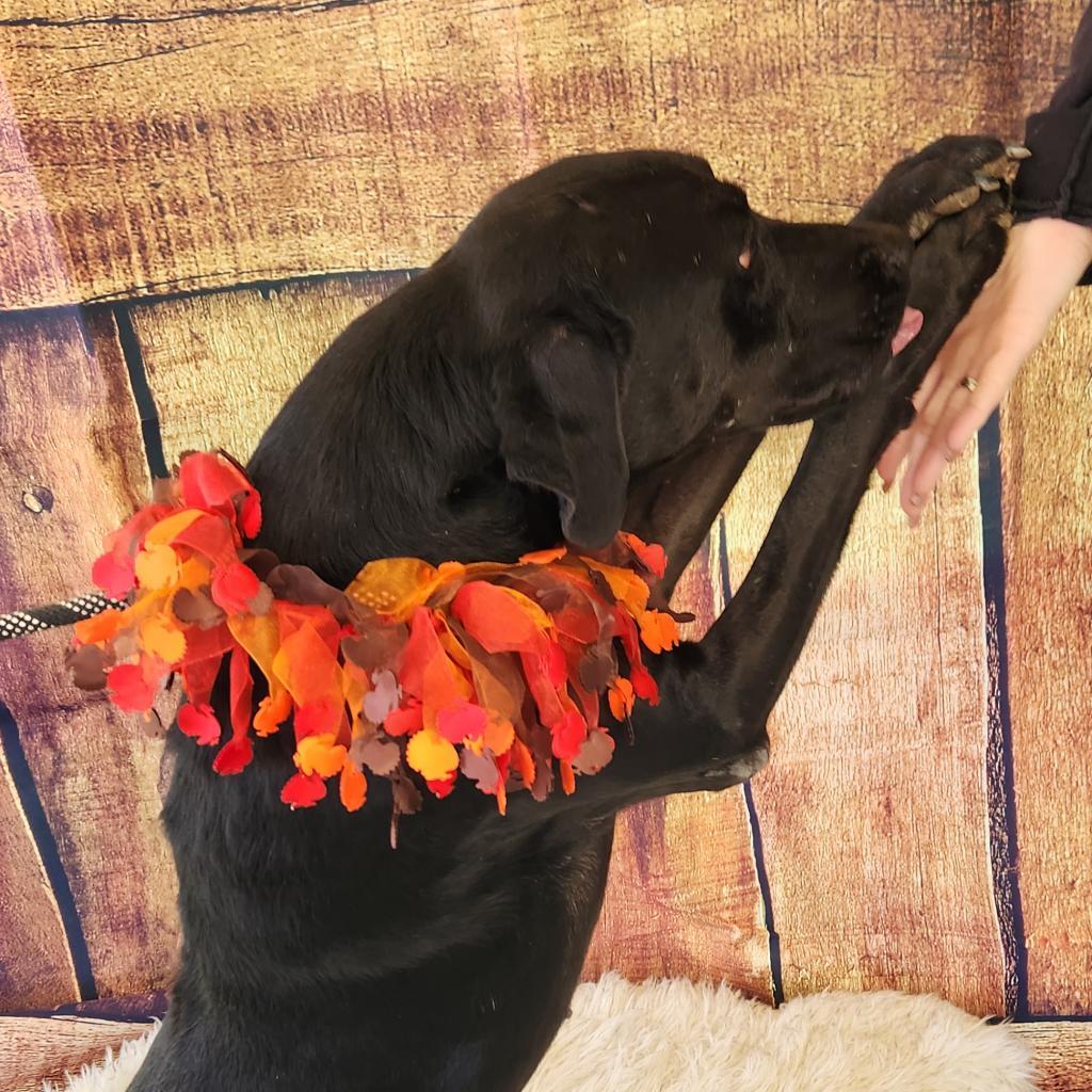 Dog for adoption - Gusher JuM, a Black Labrador Retriever Mix in ...