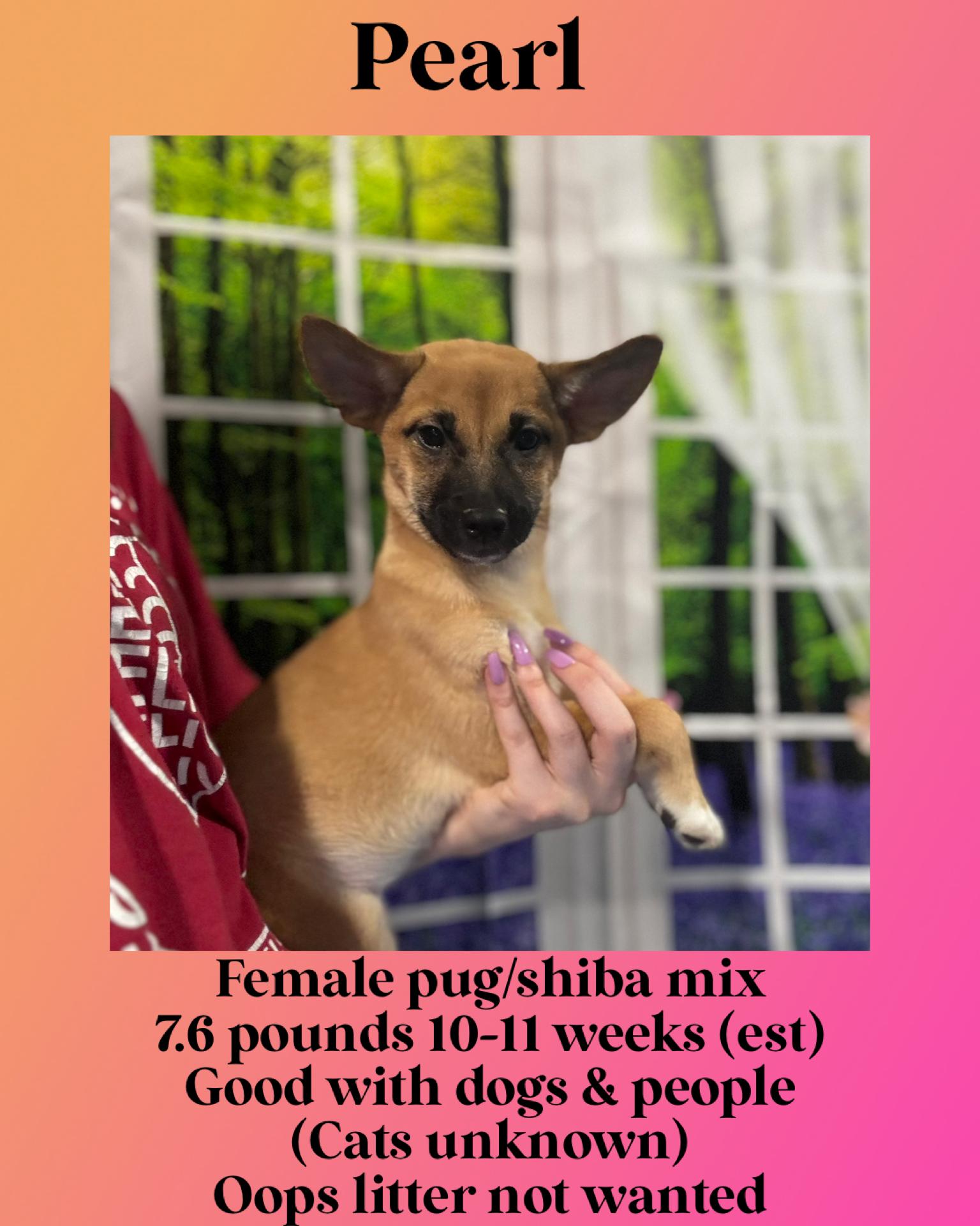 Dog for adoption - Pearl, a Pug & Shiba Inu Mix in Manchester, CT ...