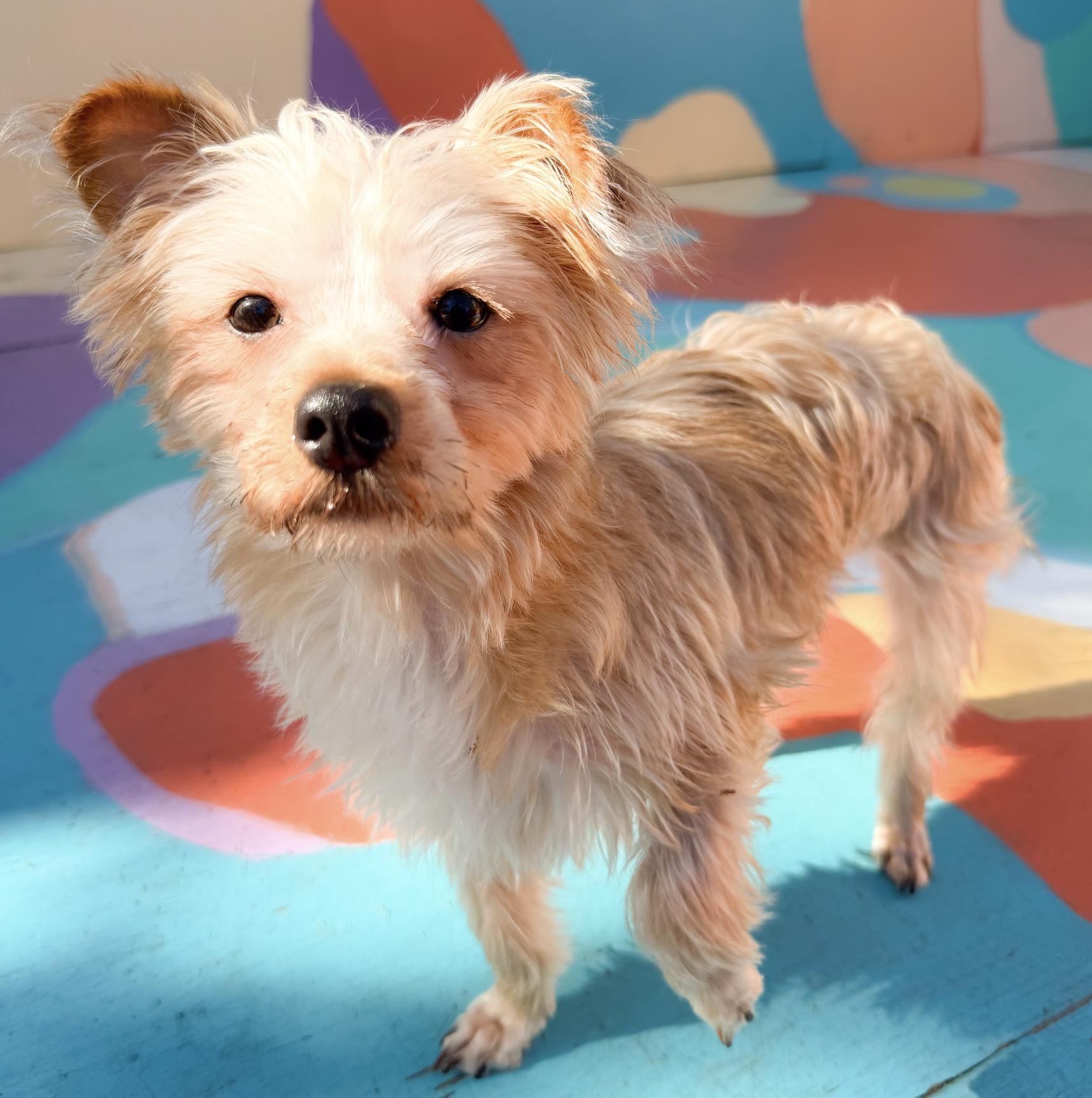 Dog for adoption - Archie, a Yorkshire Terrier & Maltese Mix in Dallas ...