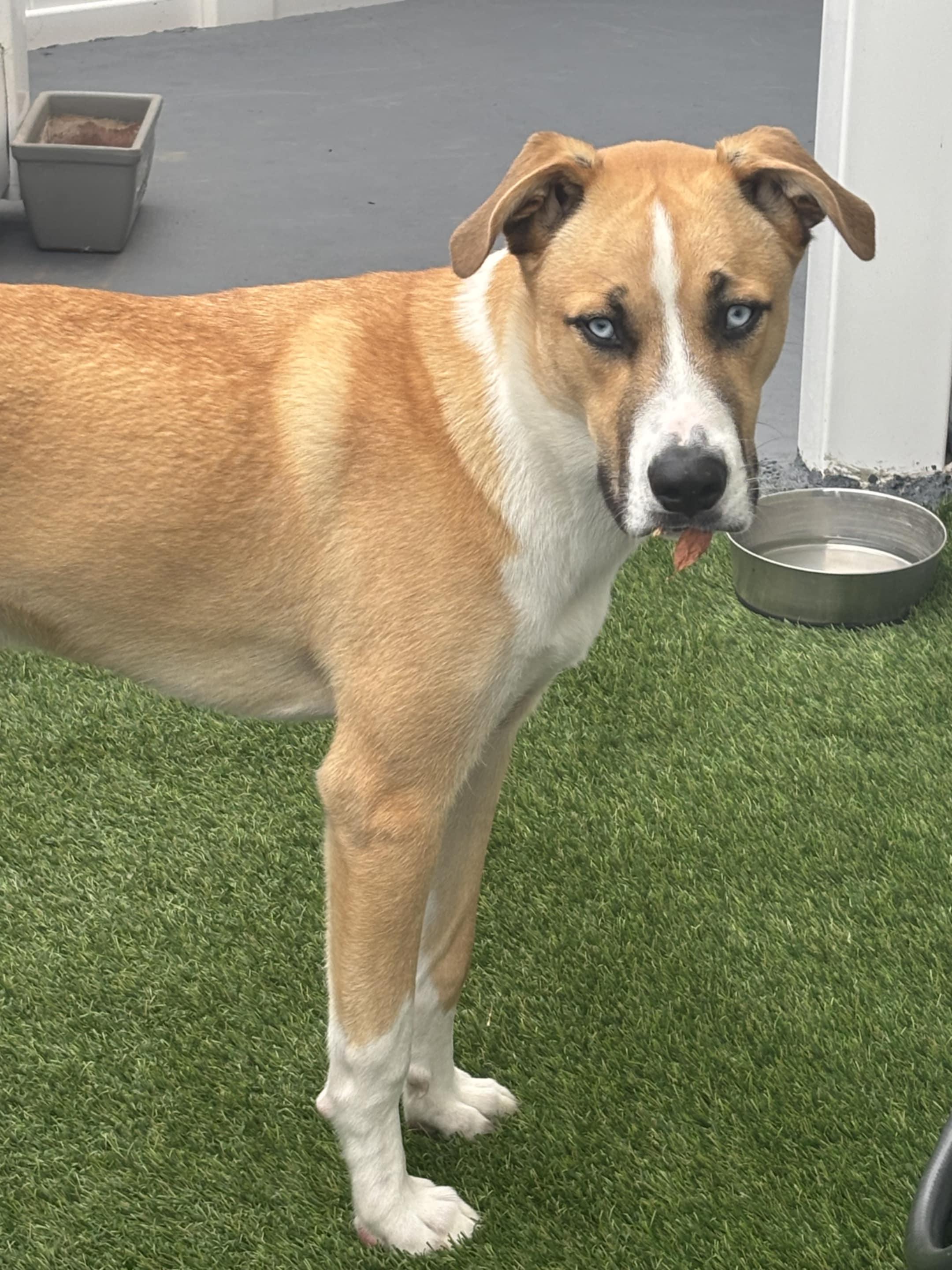 Dog for adoption - Max, a Rhodesian Ridgeback & Husky Mix in Encinitas ...