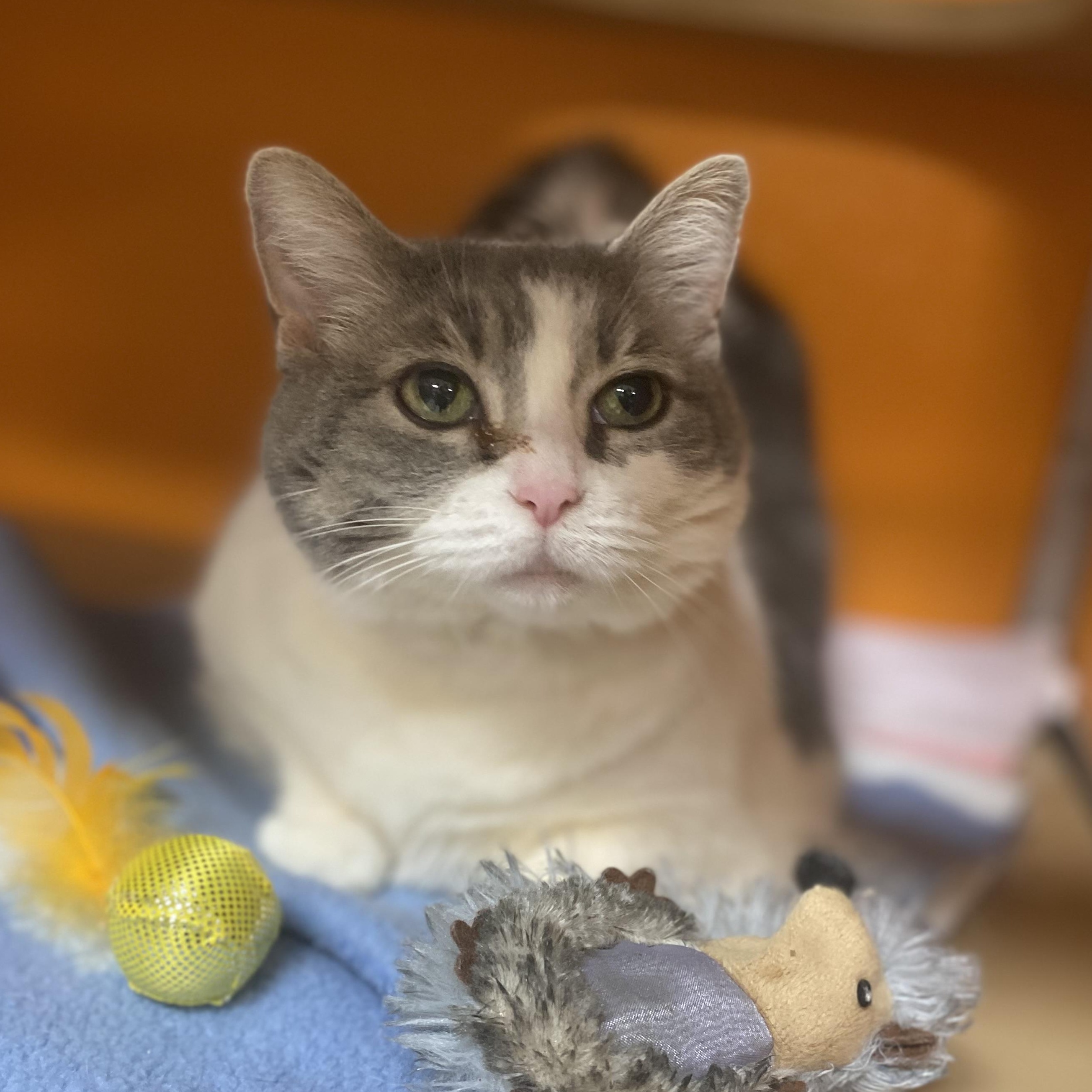 Cat for adoption - Candy, a Domestic Short Hair in Elyria, OH | Petfinder