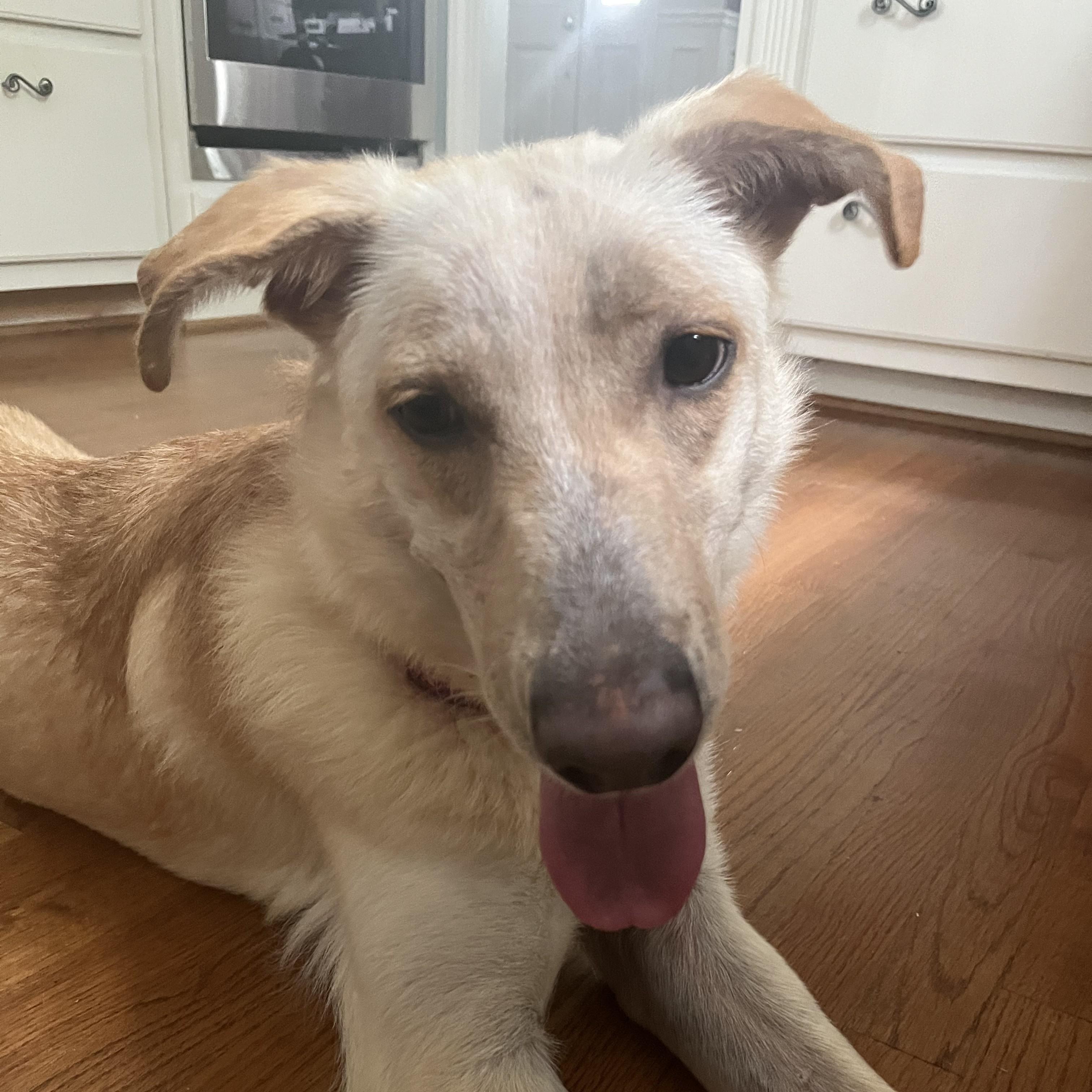 Dog for adoption - Magpie, a Shepherd & Labrador Retriever Mix in ...