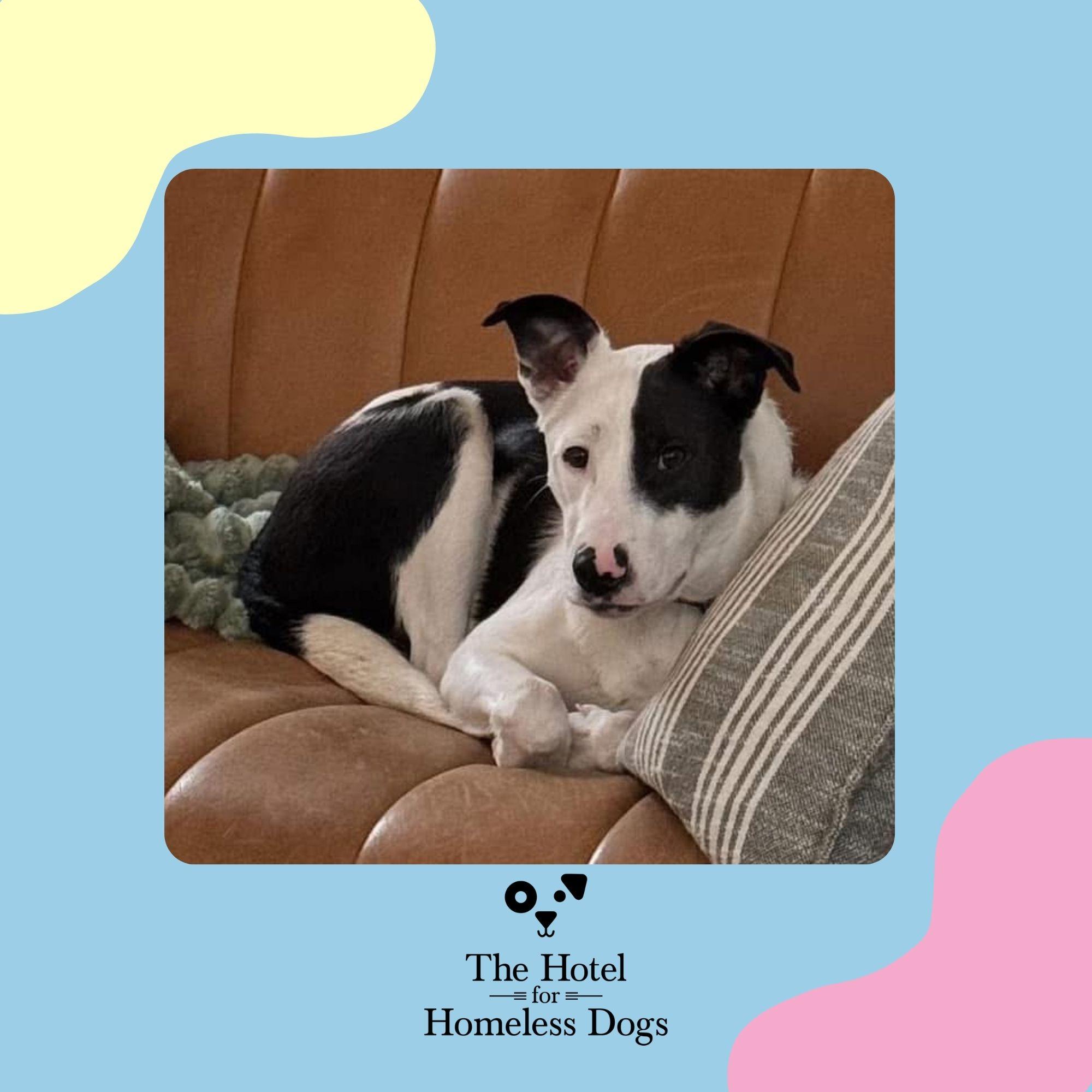 Dog for adoption - Max, a Terrier in Cumberland, RI | Petfinder