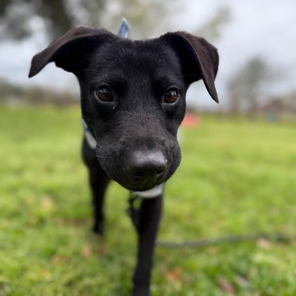 Dog for adoption - Luca the Little Lab, a Black Labrador Retriever ...