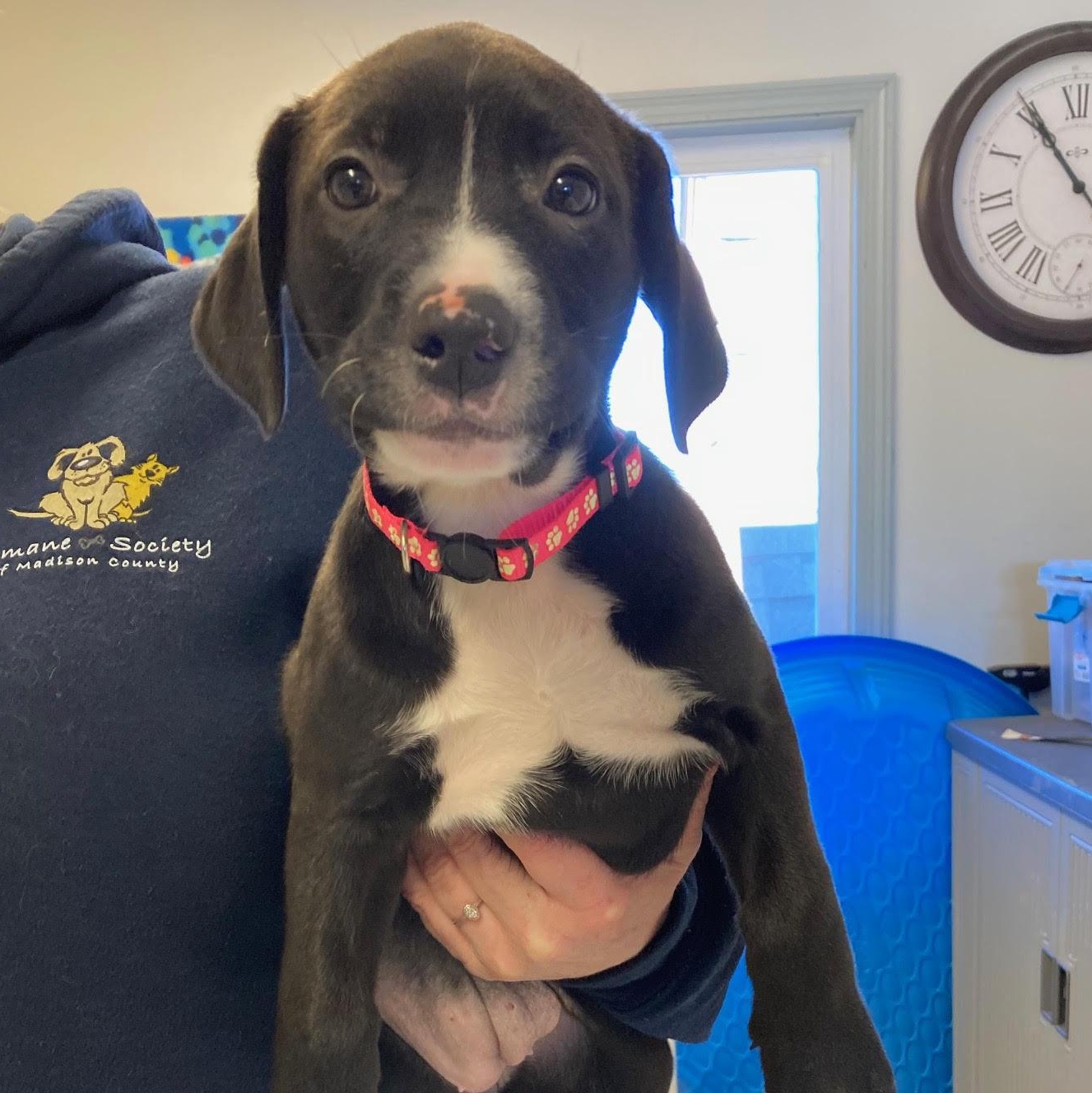 Dog for adoption - Aurora, a Labrador Retriever in West Jefferson, OH | Petfinder