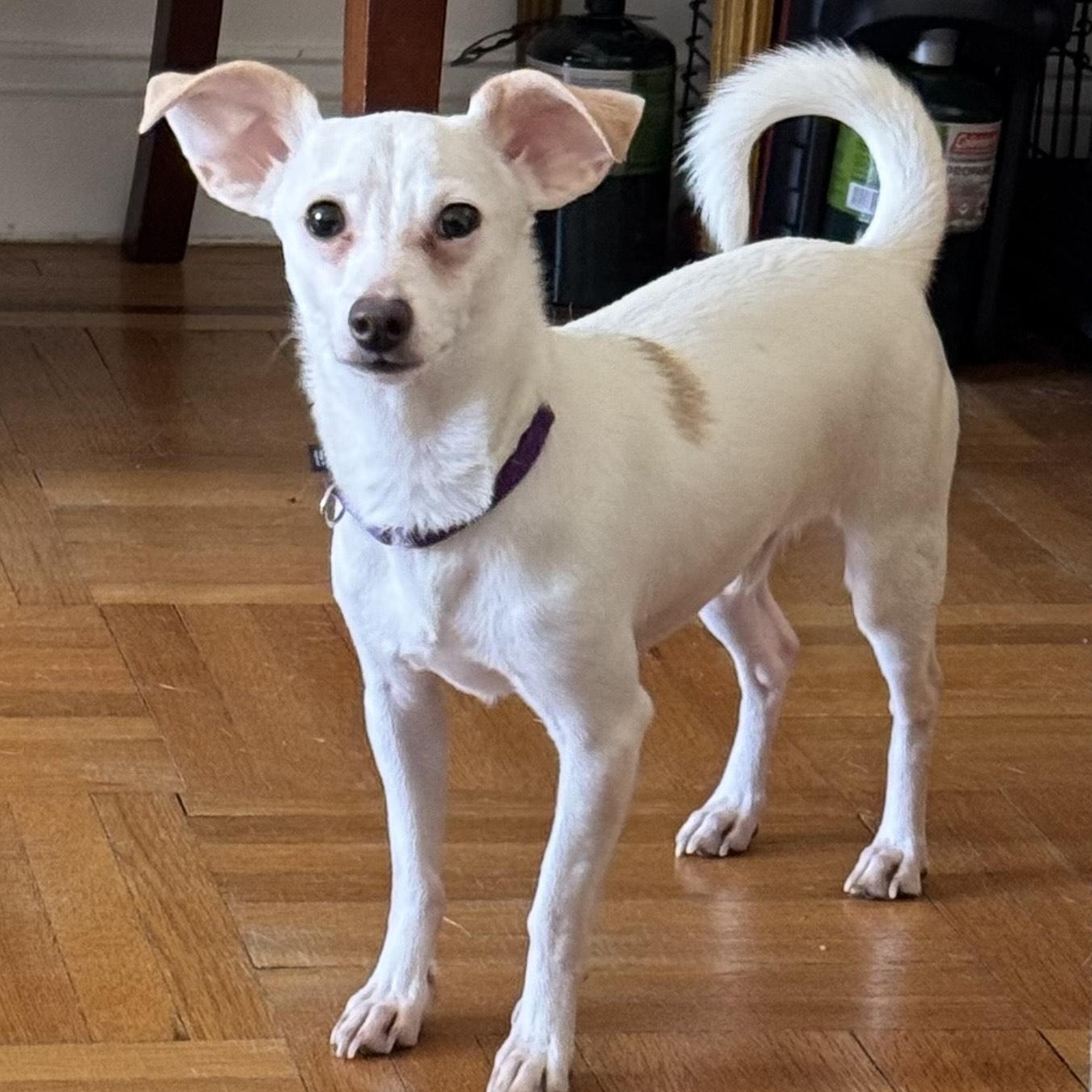 Dog for adoption - Timon, a Chihuahua Mix in Brooklyn, NY | Petfinder