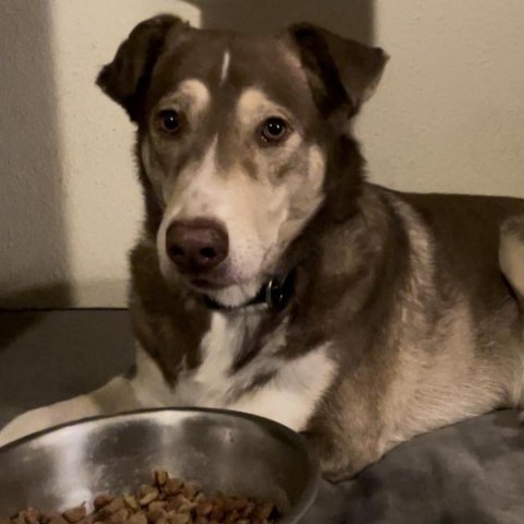 Dog for adoption - Ruben JuM, a Husky Mix in Southampton, PA | Petfinder