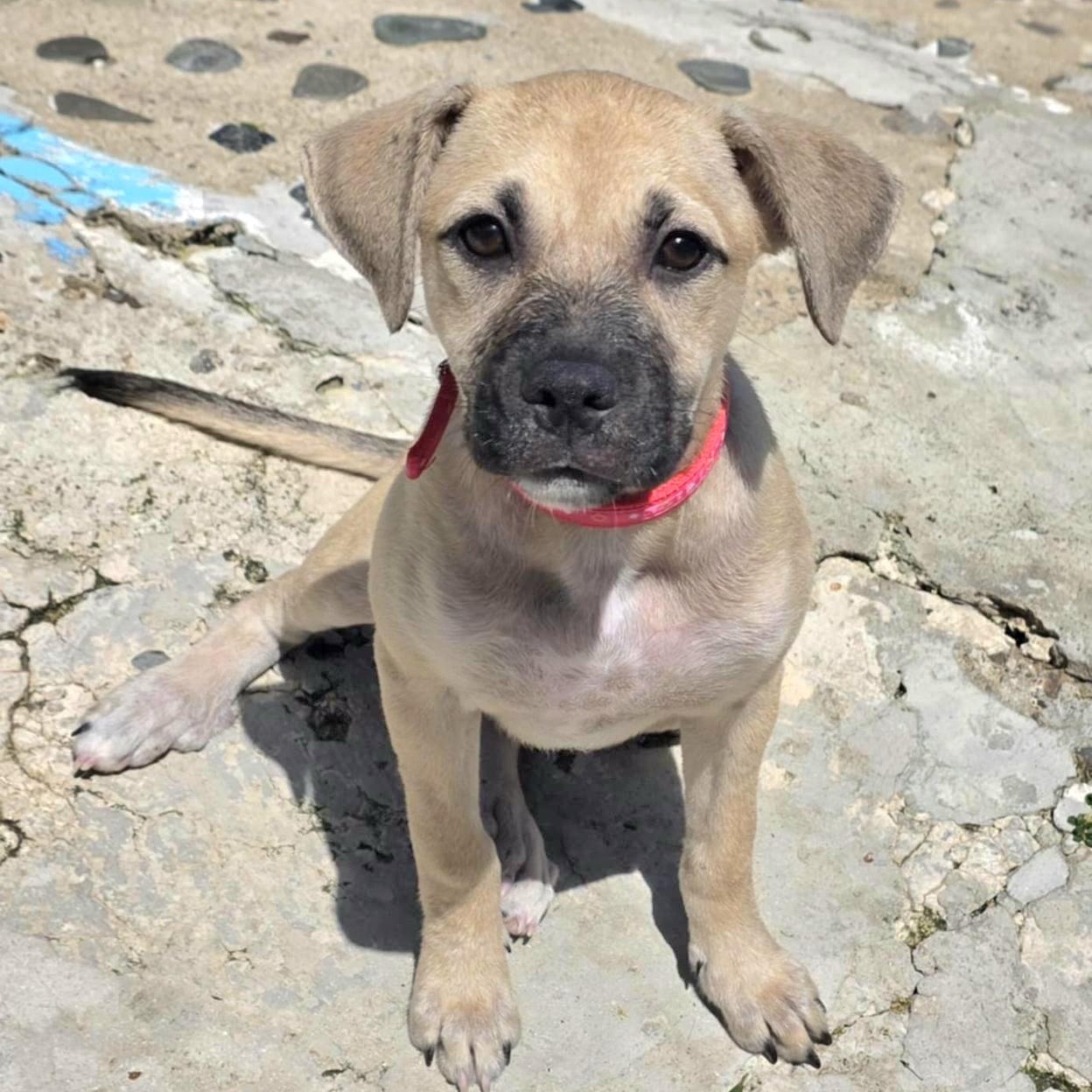Dog for adoption - SAMOA DOVE "Let's be best friends!", a Labrador ...