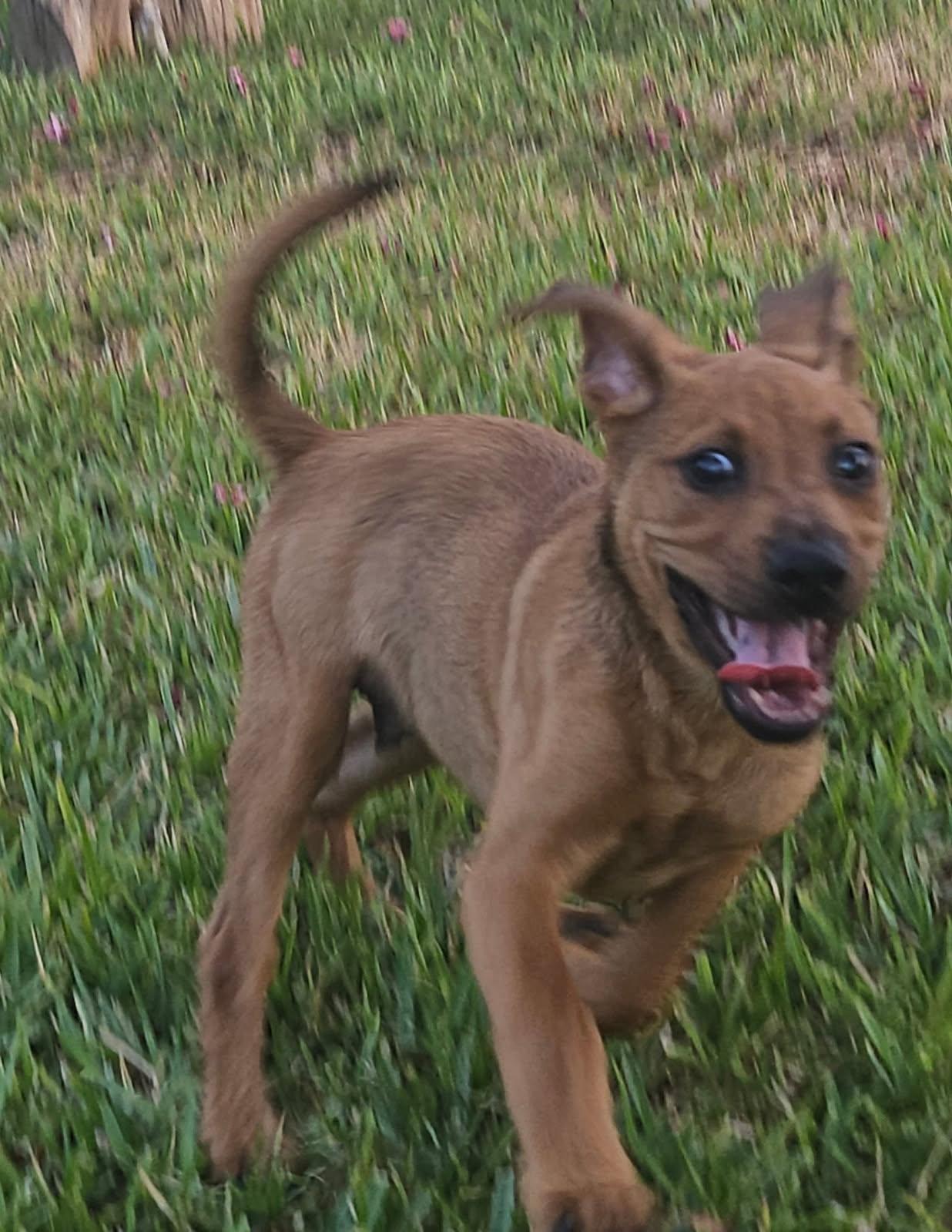 Dog for adoption - Bass-Let's Play!, a Terrier & Labrador Retriever Mix ...