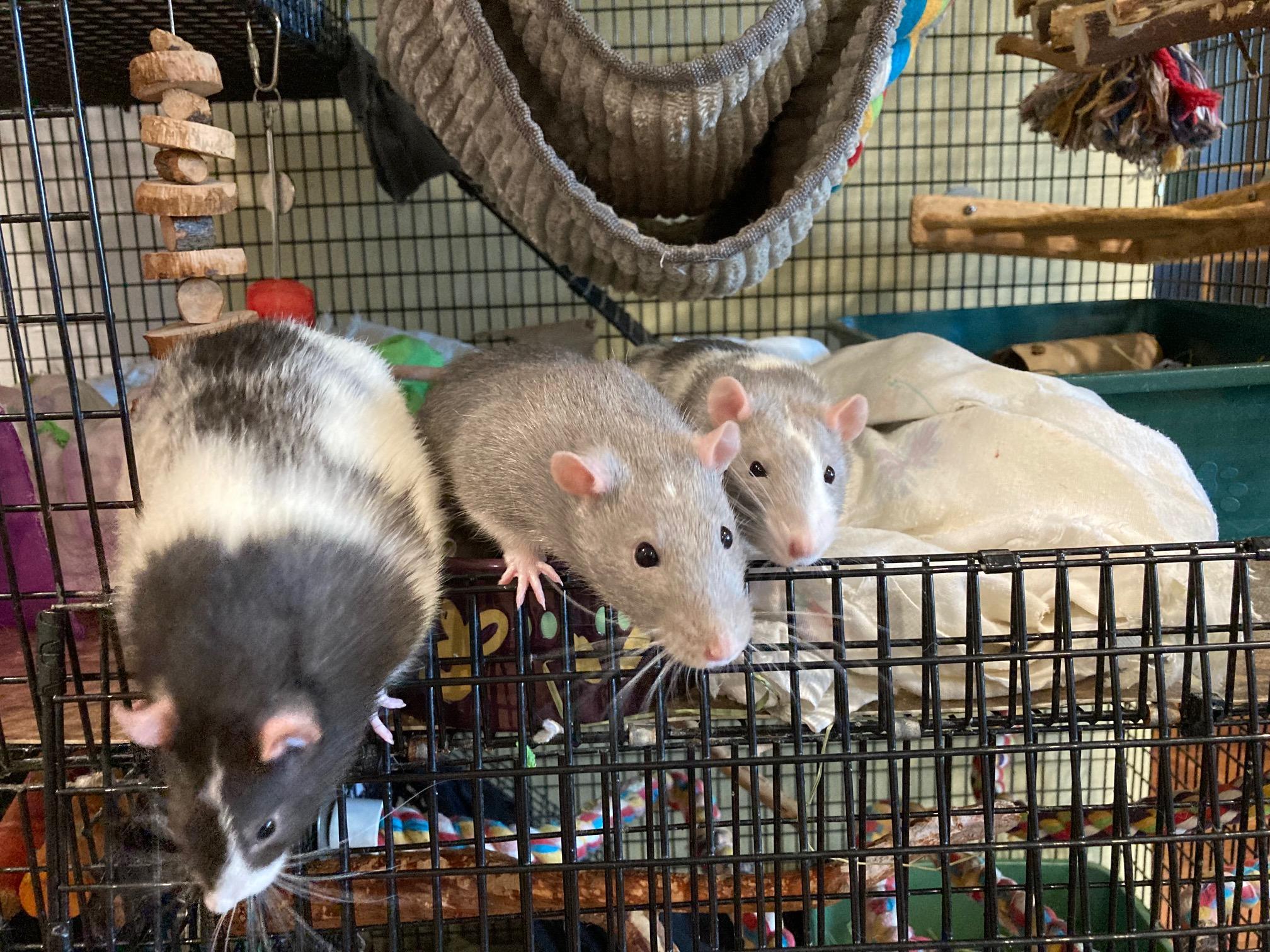 Rat for adoption - Rocky, Colt & Tum Tum, a Rat in Grand Rapids, MI ...