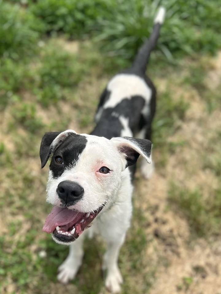 Dog for adoption - Oscar, a Boxer & Schnauzer Mix in Calera, AL | Petfinder
