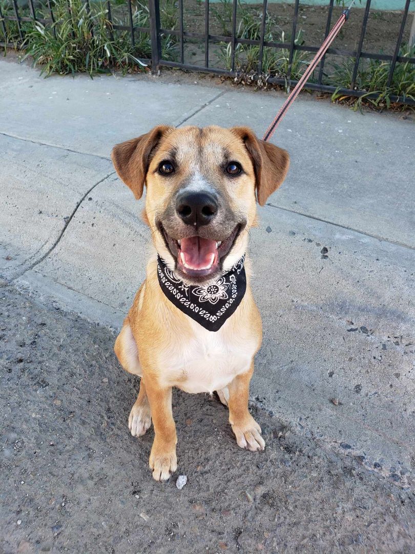 Dog for adoption - Nala, a Yellow Labrador Retriever Mix in Tijuana, BCN | Petfinder