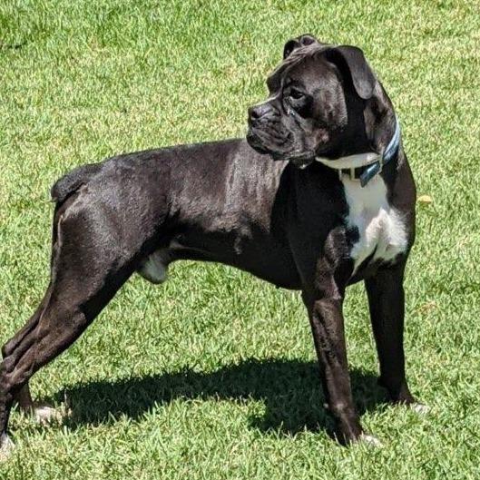 Dog for adoption - Cole, a Boxer in Tallahassee, FL | Petfinder