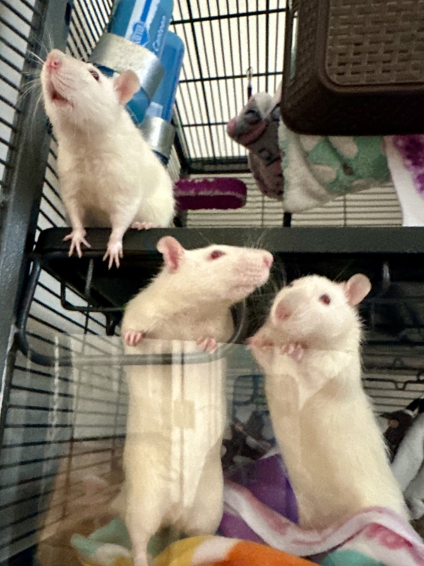 Rat for adoption - V8, a Rat in Dedham, MA | Petfinder