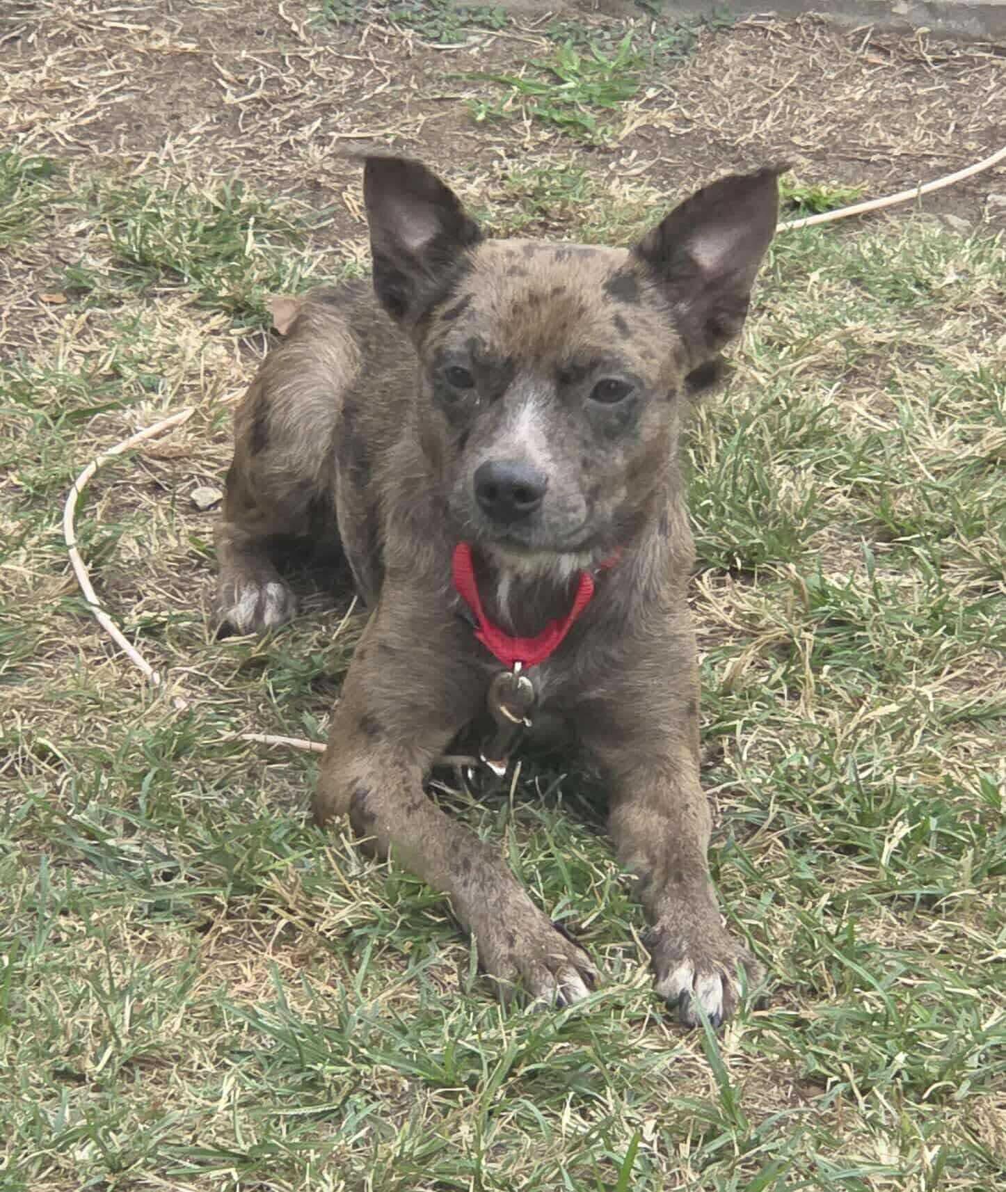 Dog for adoption - Trixie: Sweet, Spirited, and Ready for You!, a Mixed ...