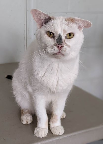 Cat for adoption - Carrie, a Domestic Short Hair in Tilton, IL | Petfinder