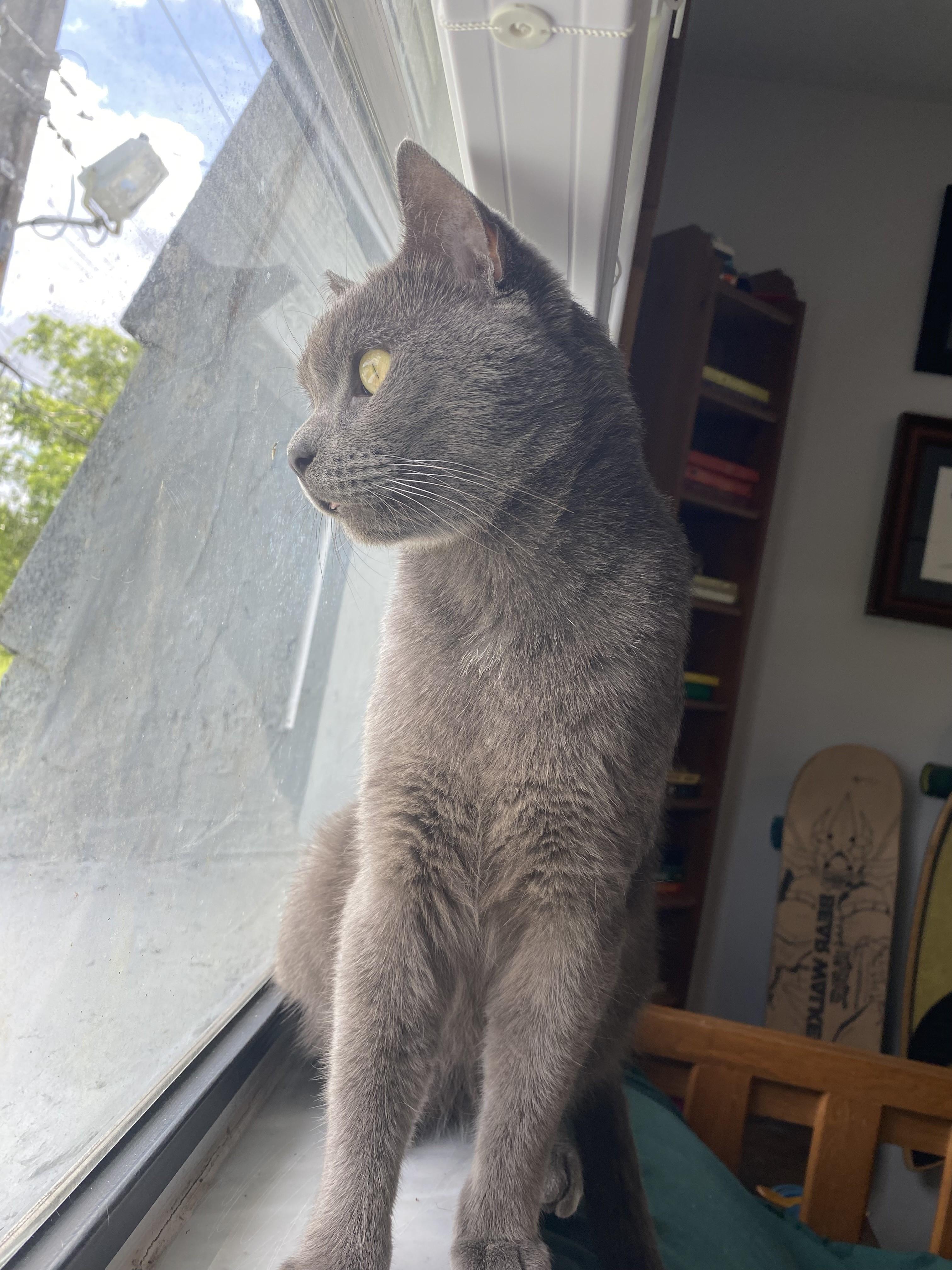 Cat for adoption - Pete, a Russian Blue Mix in New Haven, CT | Petfinder