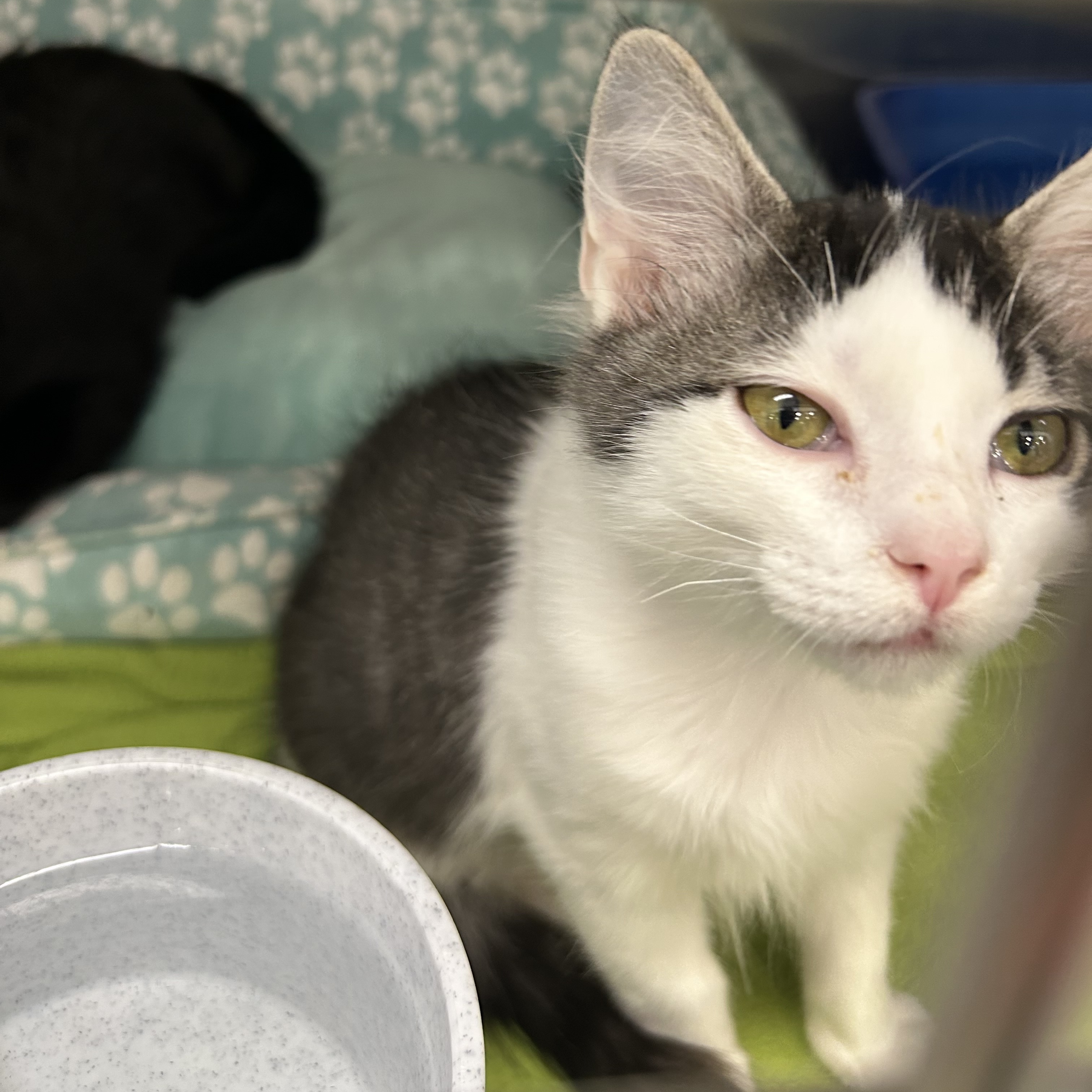 Available Cats and Kittens – Purring Hearts VA