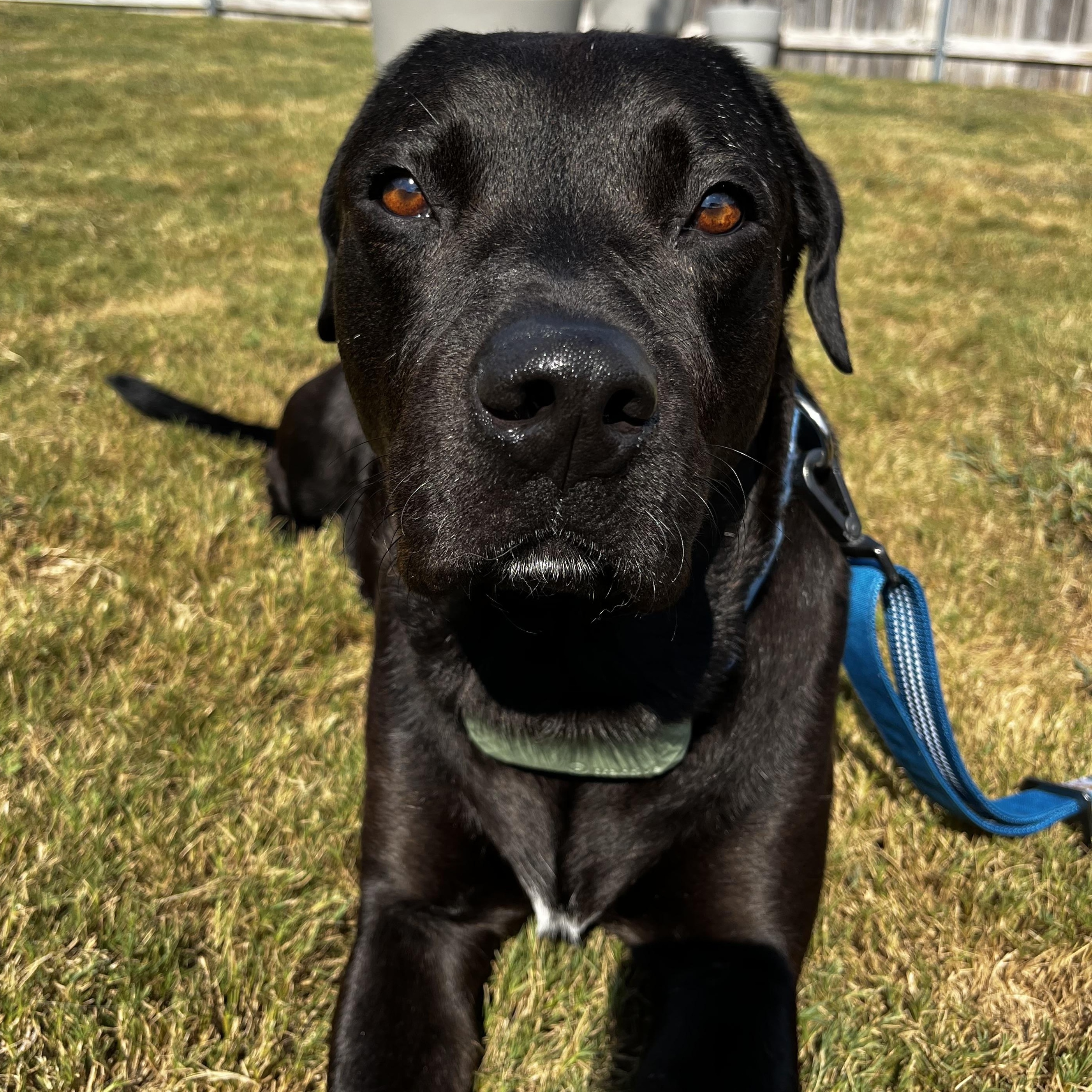 Dog for adoption - Hadley, a Black Labrador Retriever Mix in White ...
