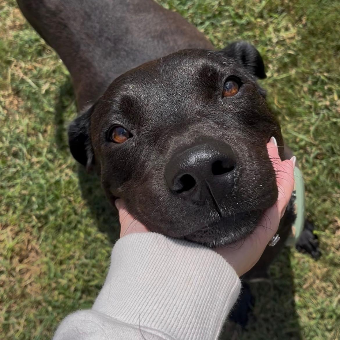 Dog for adoption - Hadley, a Black Labrador Retriever Mix in White ...