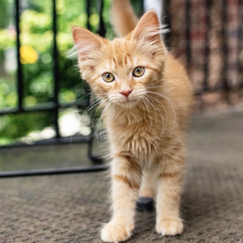 Cat for adoption - Calendula, a Domestic Long Hair in Alexandria, VA | Petfinder