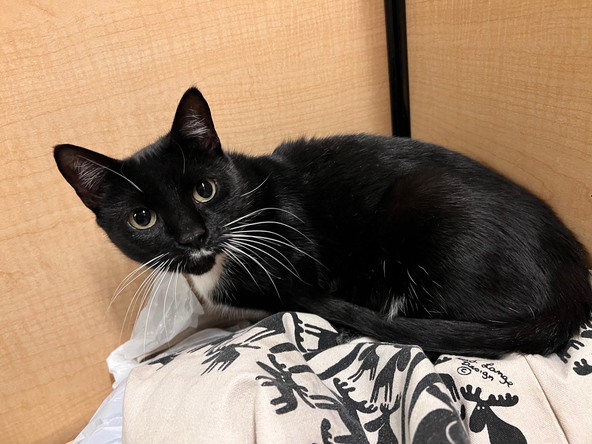 Cat for adoption - PINEY #8139, a Domestic Short Hair & Tuxedo Mix in ...