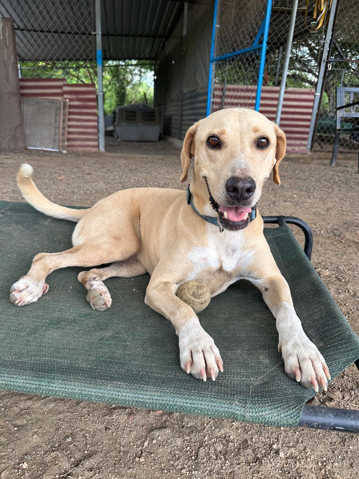Dog for adoption - Mayli, a Labrador Retriever Mix in Toronto, ON ...