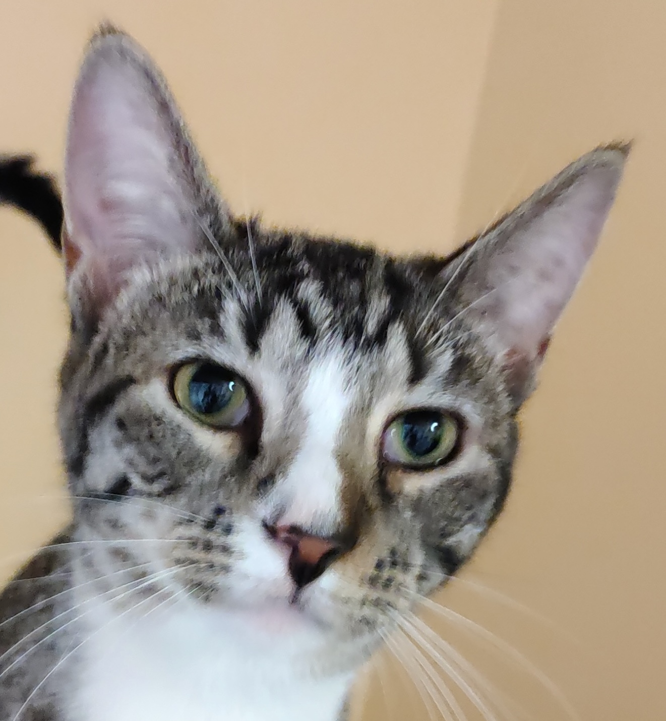 Available Cats and Kittens - Johnston County Animal Protection League ...