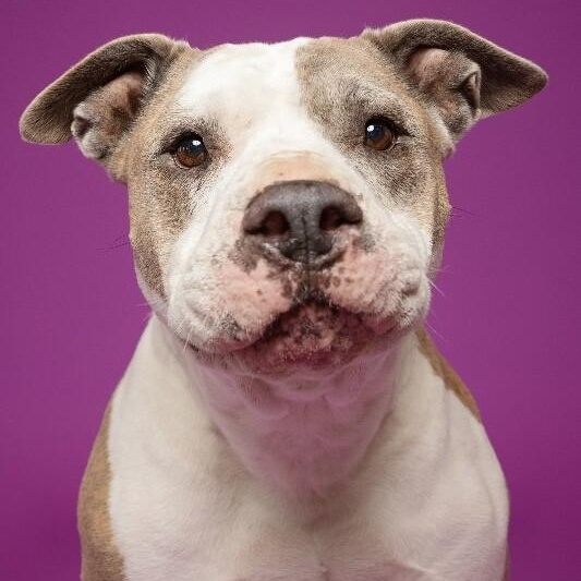 Dog for adoption - Squish Mellow lover of road-trips and belly rubs, a ...