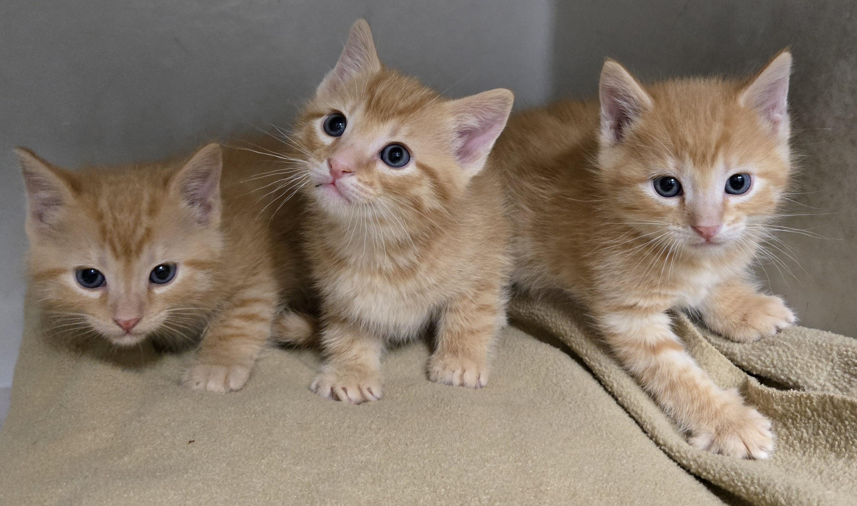 Cat for adoption - Huey, Duey, & Luey, a Domestic Short Hair & Tabby Mix in Keokuk, IA | Petfinder