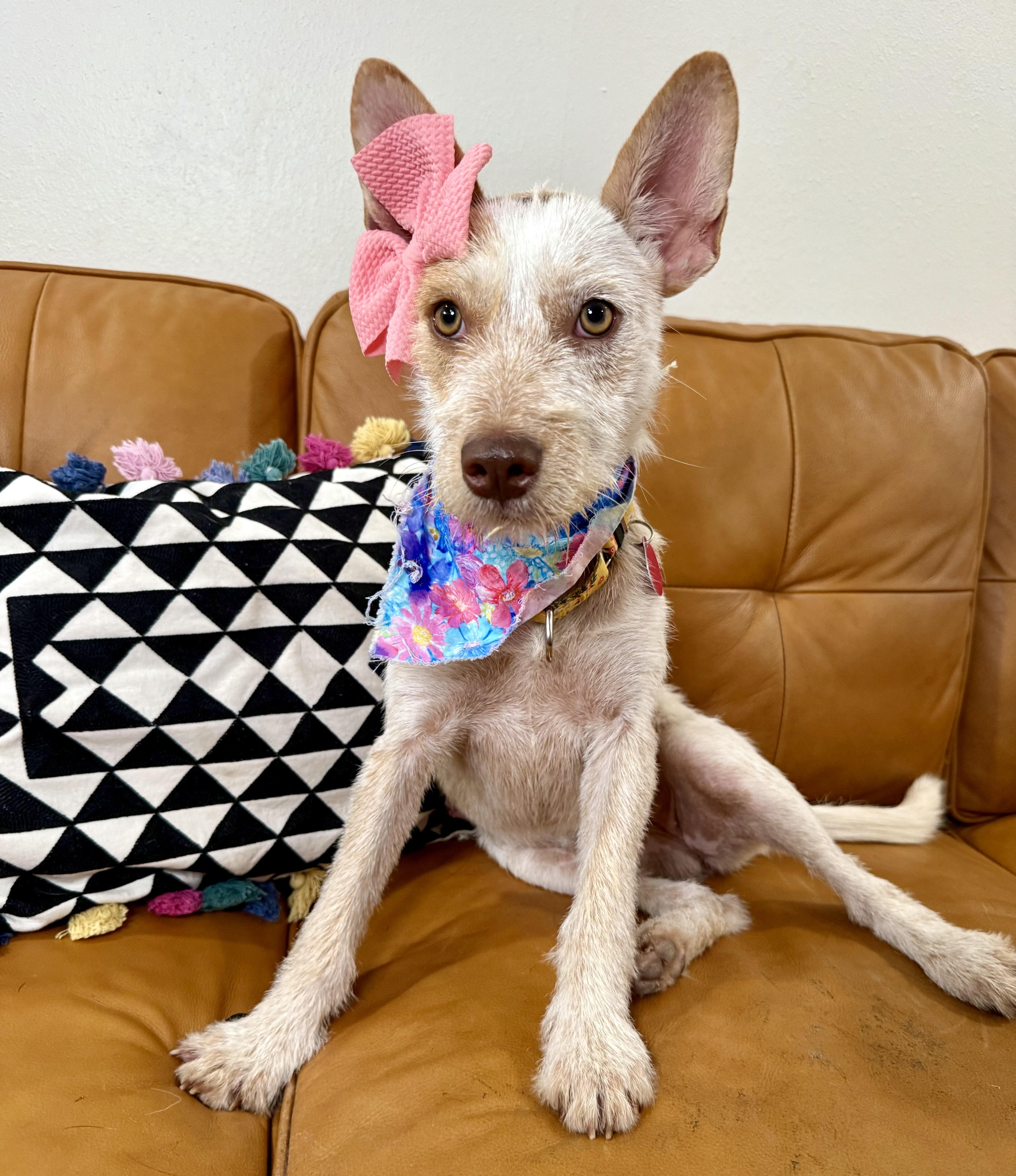 Dog for adoption - Olivia Benson Will Win the Case for Your Heart, a ...