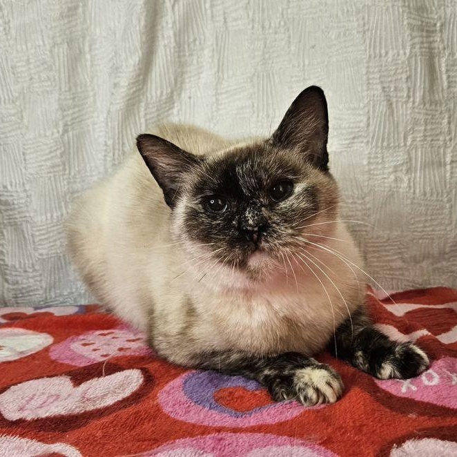 Cat for adoption - Crystal, a Siamese & Manx Mix in Albany, NY | Petfinder