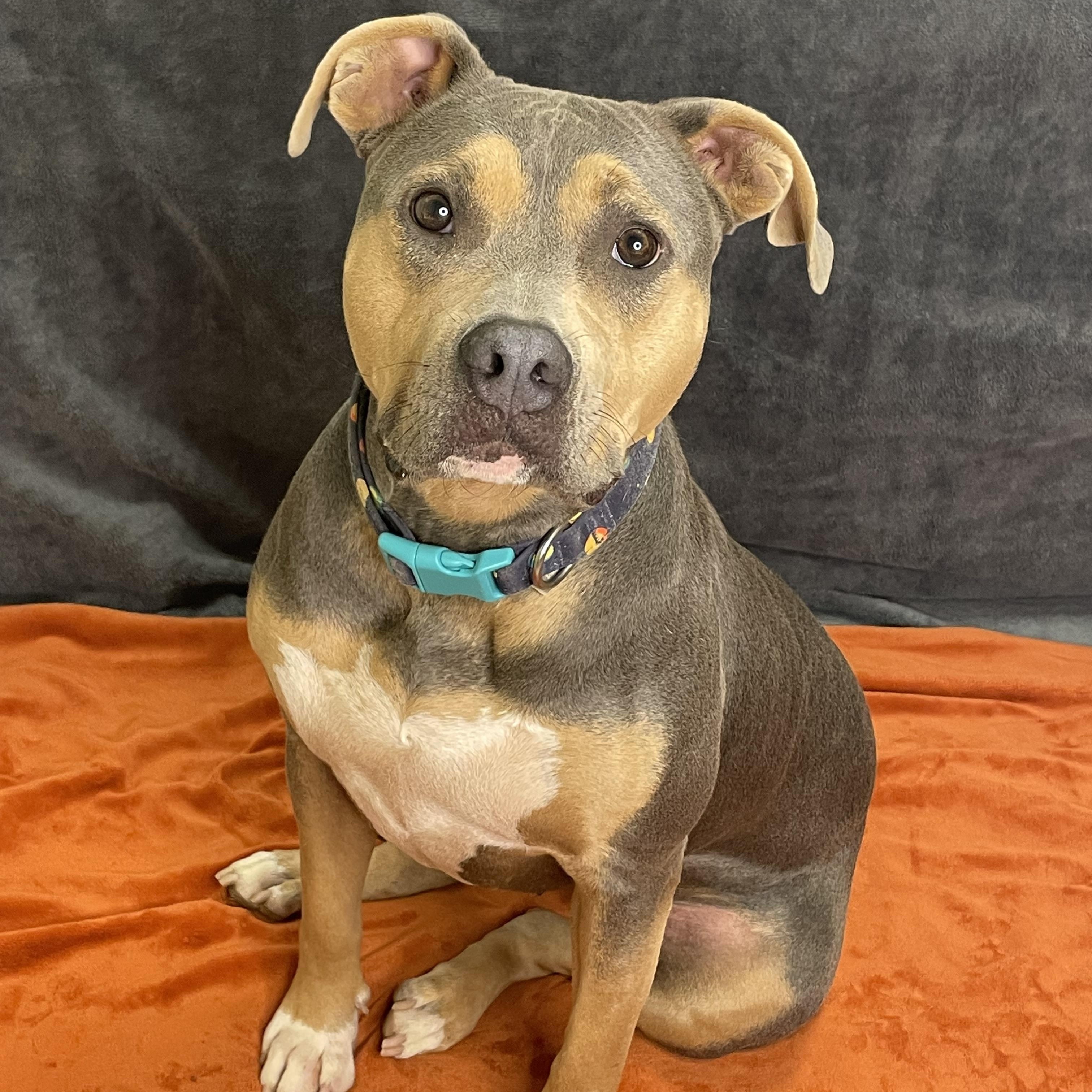 Available Dogs - The A.R.K - Animal Recycling Kennel