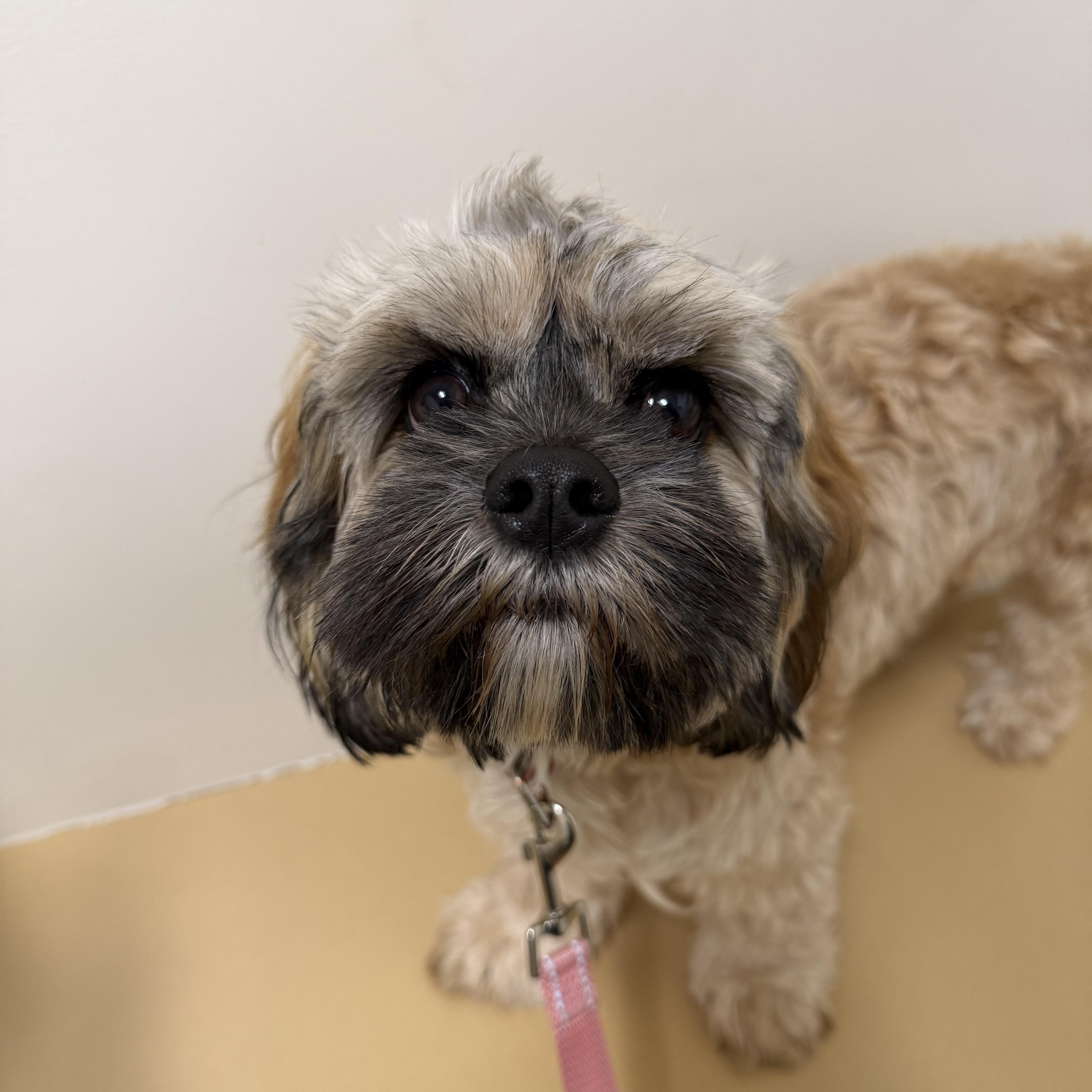 Patty - Adoptable Pet | Petfinder | Petfinder