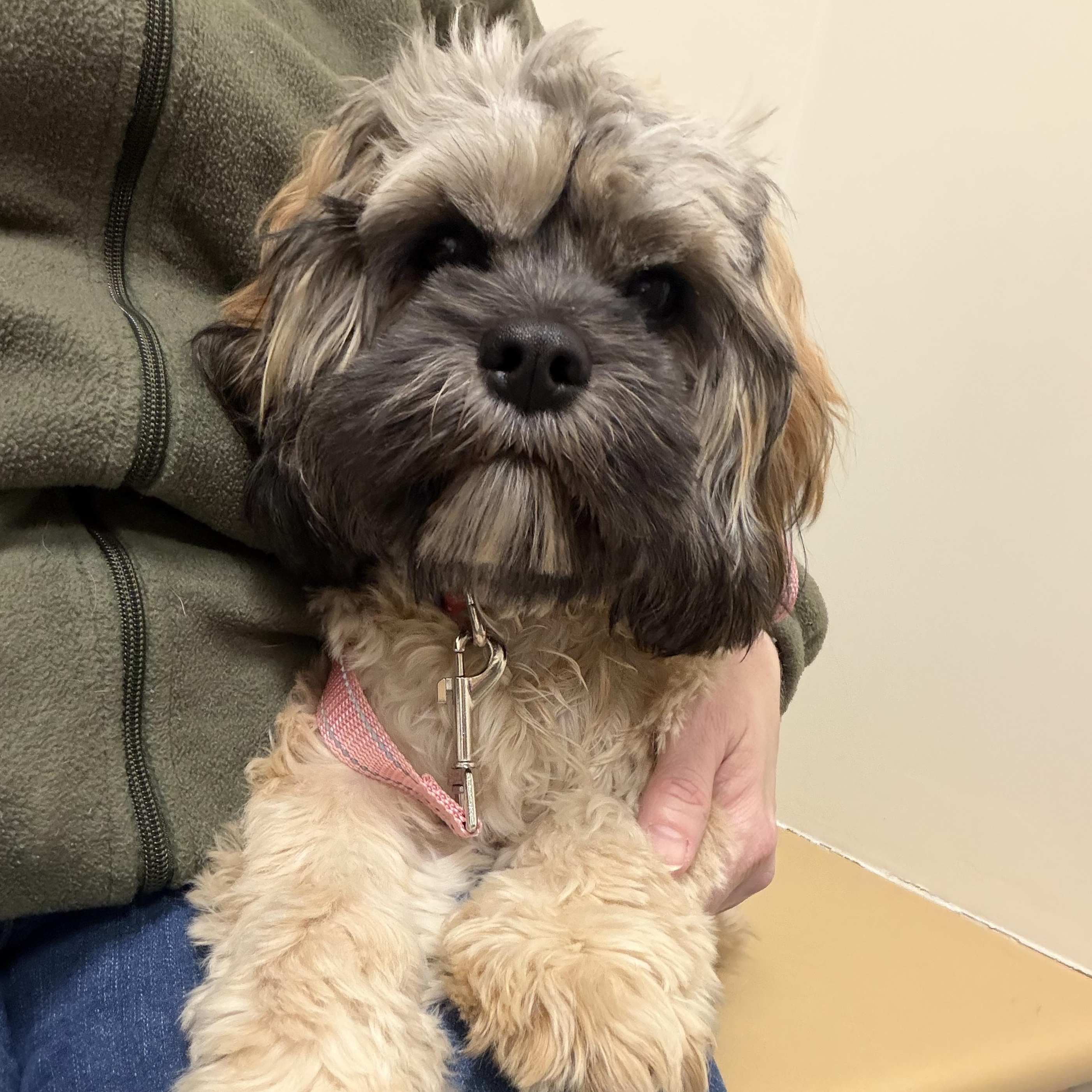 Patty - Adoptable Pet | Petfinder | Petfinder