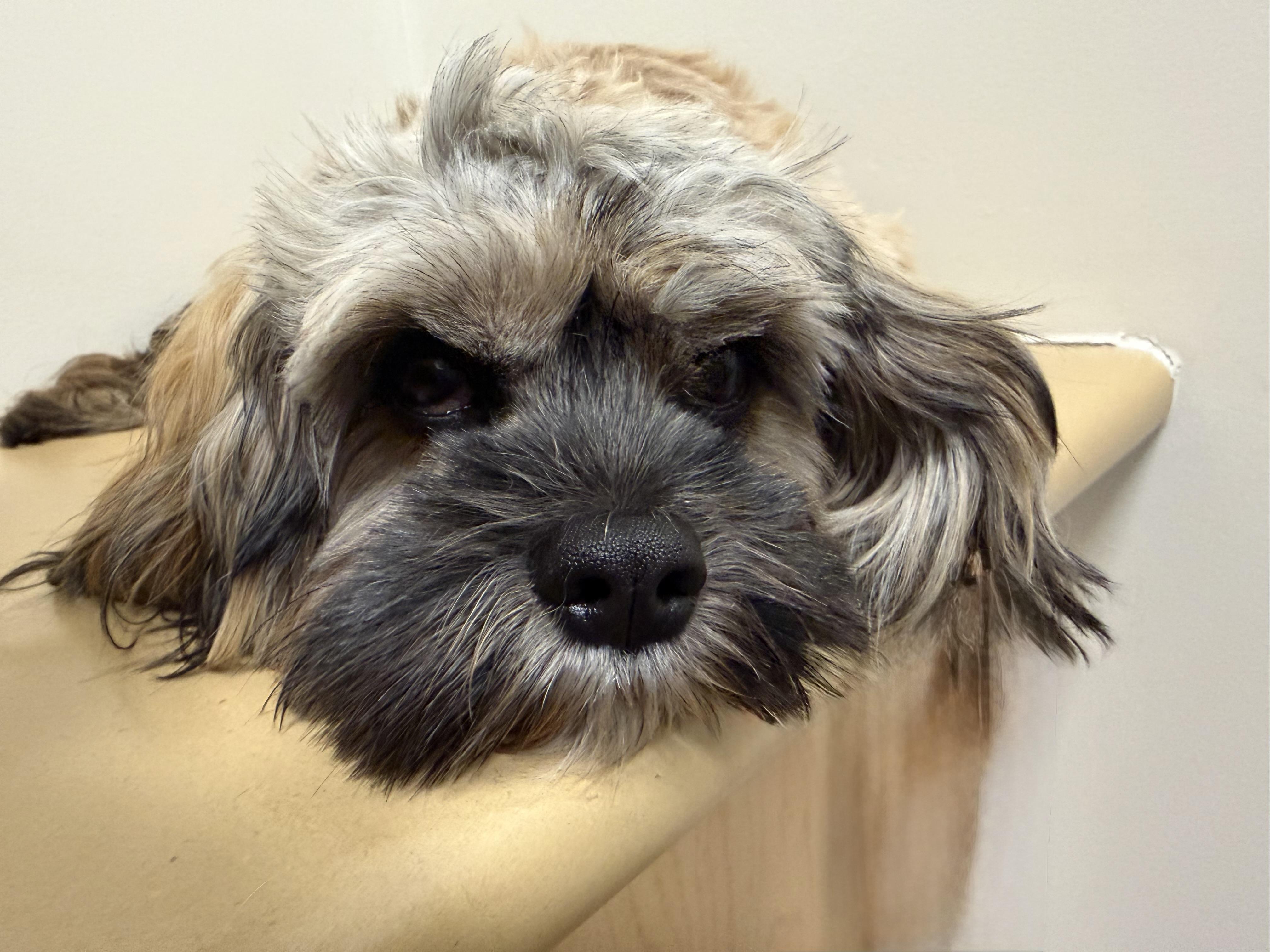 Patty - Adoptable Pet | Petfinder | Petfinder