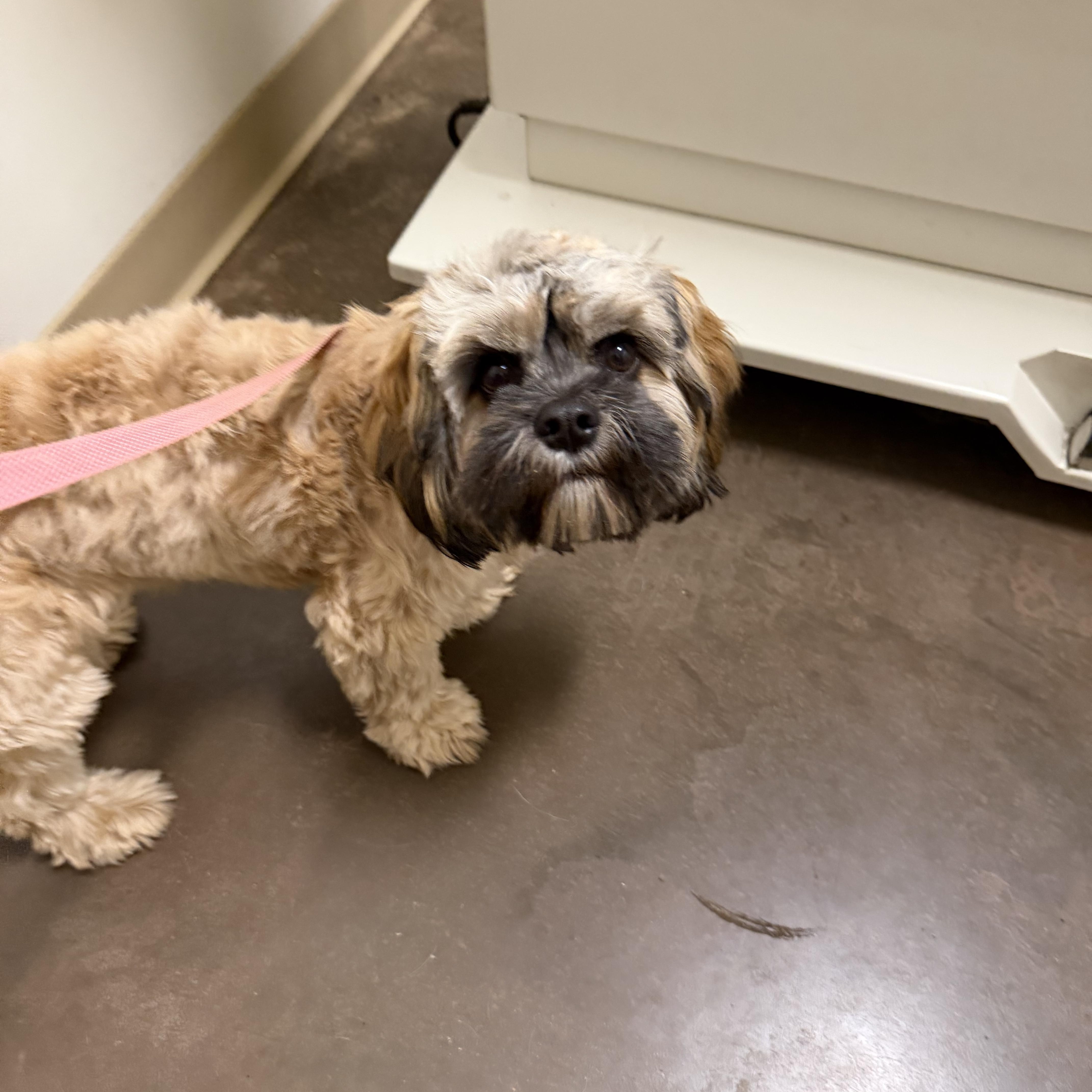 Patty - Adoptable Pet | Petfinder | Petfinder