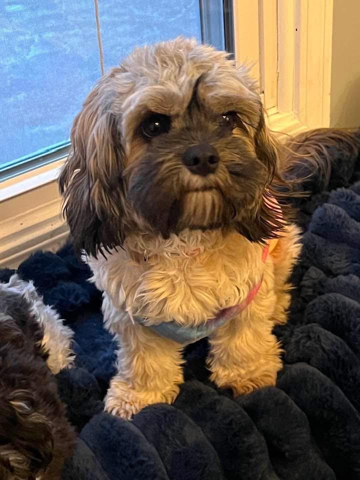 Patty - Adoptable Pet | Petfinder | Petfinder