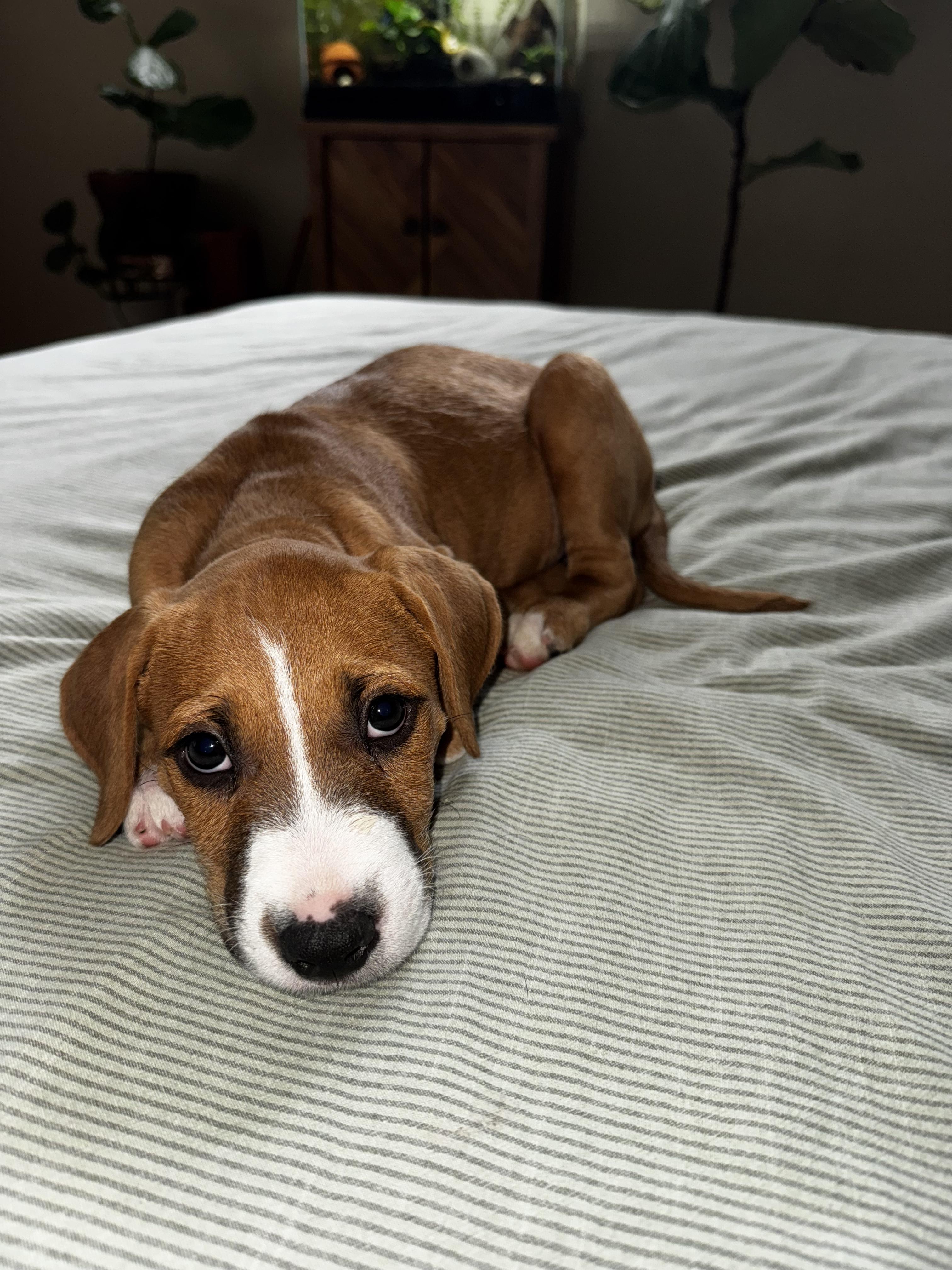 Dog for adoption - Crewe, an Airedale Terrier Mix in Succasunna, NJ ...